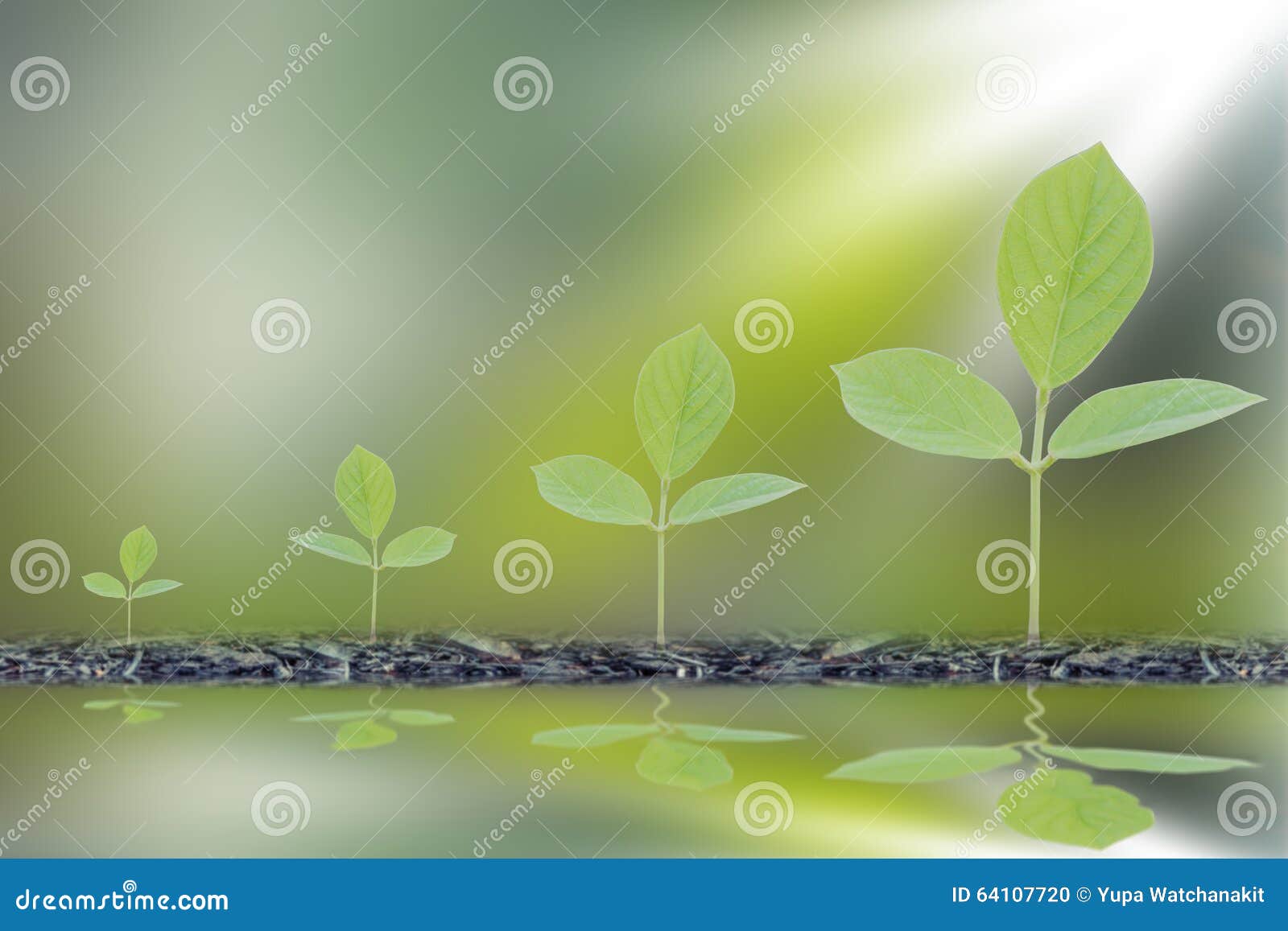 New born tree stock photo. Image of hope, earth, life - 64107720