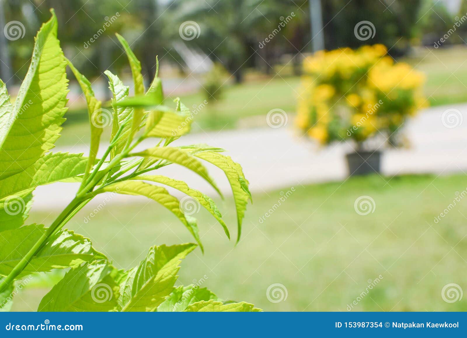 New Born Trees in Light Green Stock Photo - Image of sprout, green ...