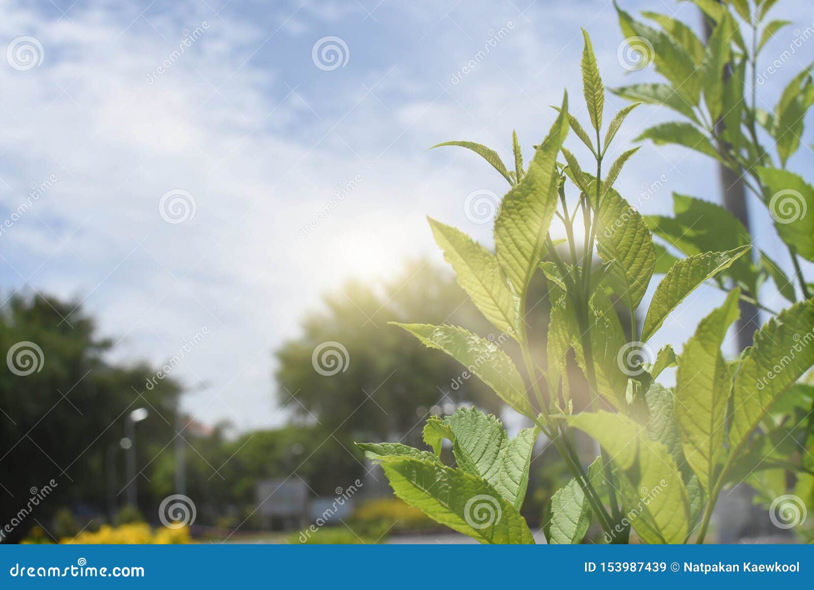 New Born Trees in Light Green Stock Image - Image of trees, grow: 153987439