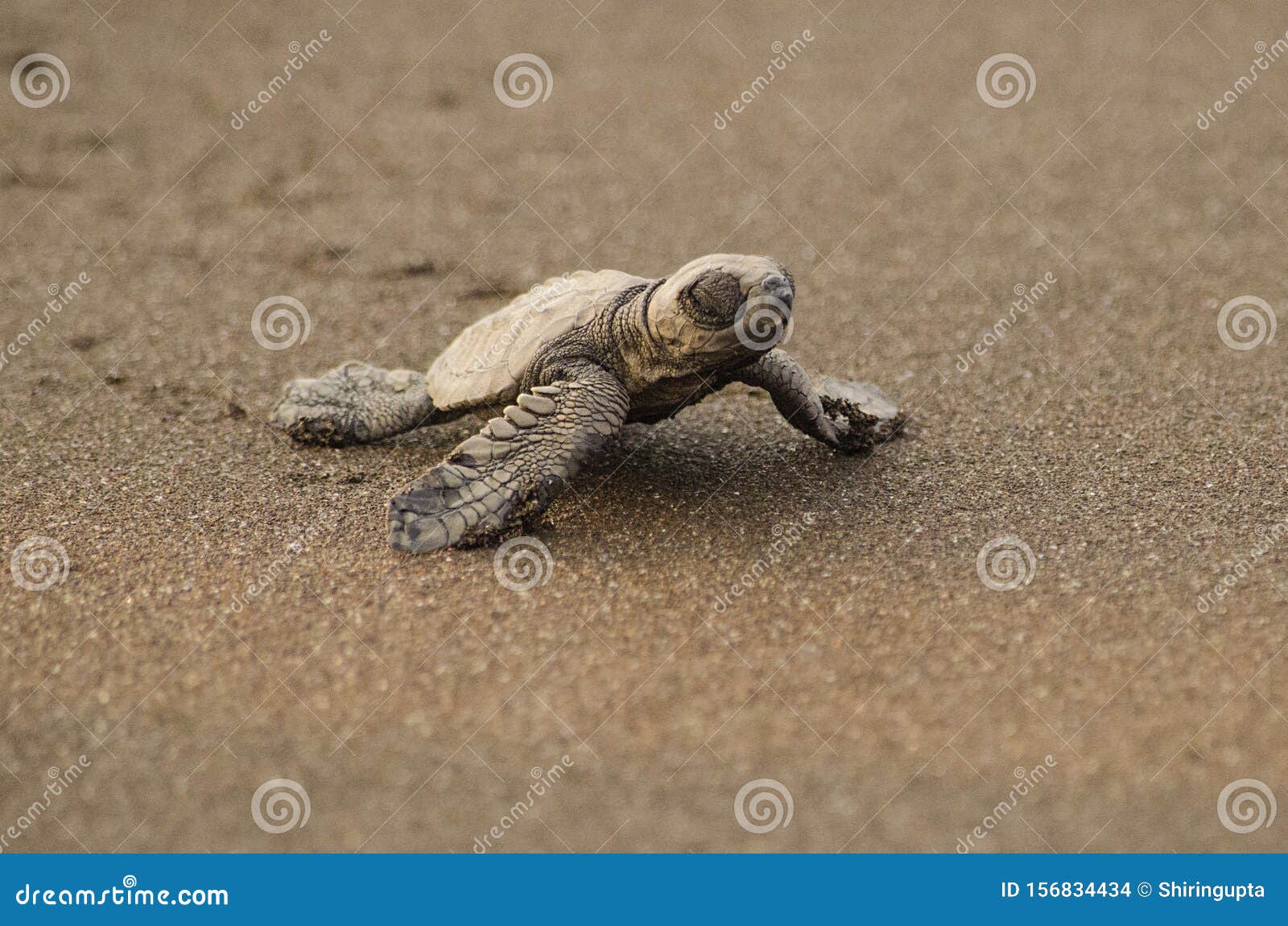 New Born Turtle Baby Steps Towards Indian Beach Stock Photo - Image of ...