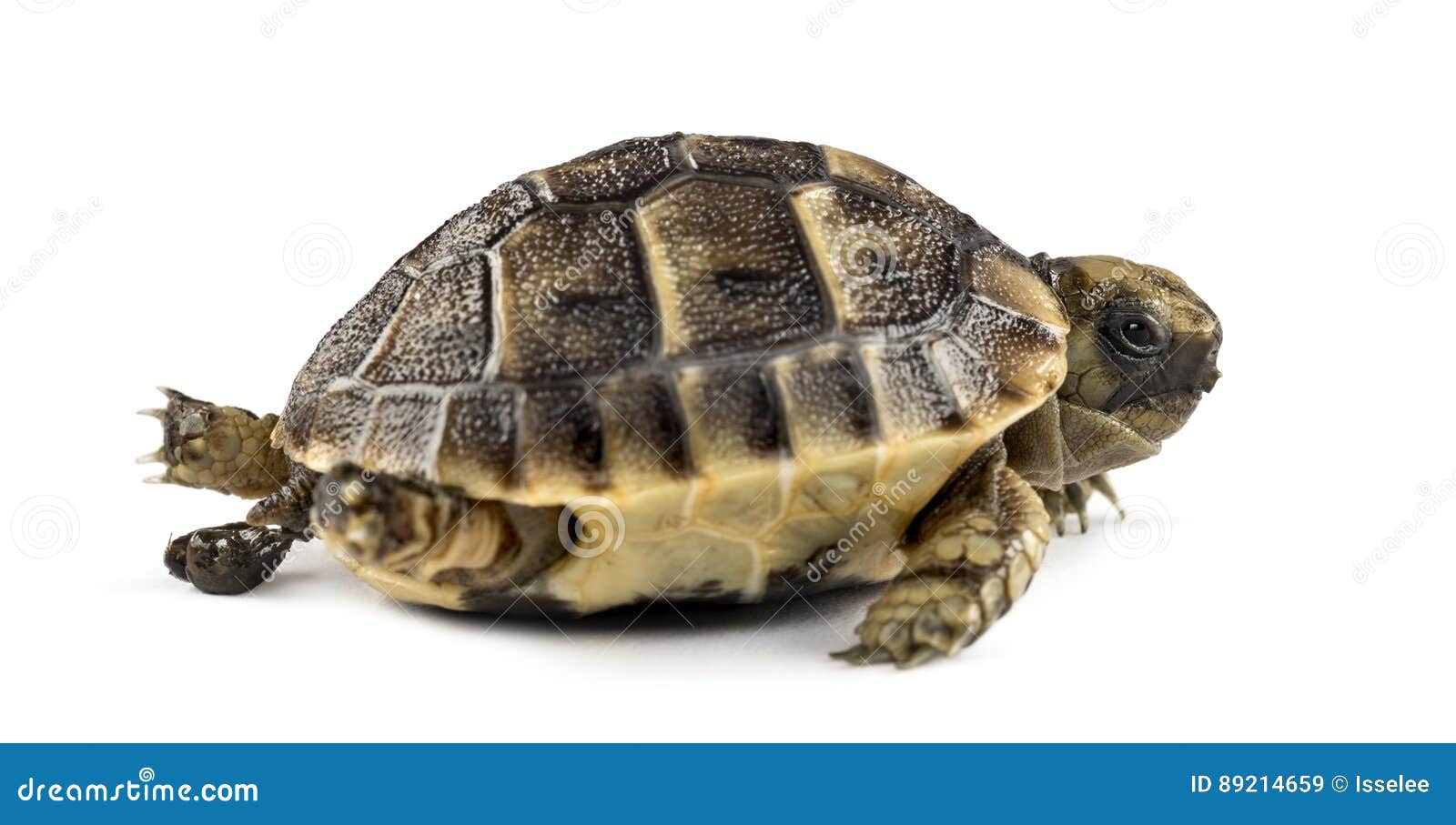 New Born Turtle Defecating, Isolated Stock Image - Image of wild, view ...