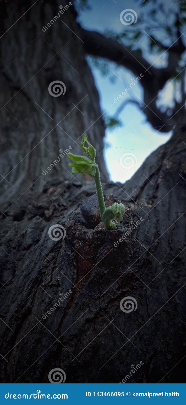 New branch stock image. Image of stem, tree, growing - 143466095