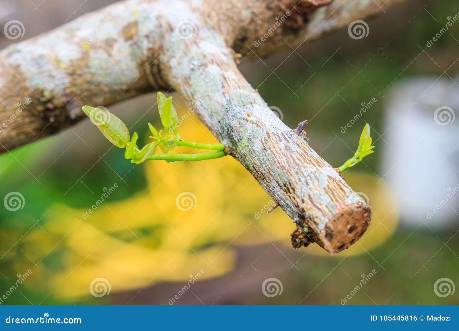 New Branch of a Lemon Growing Stock Photo - Image of summer, growing ...