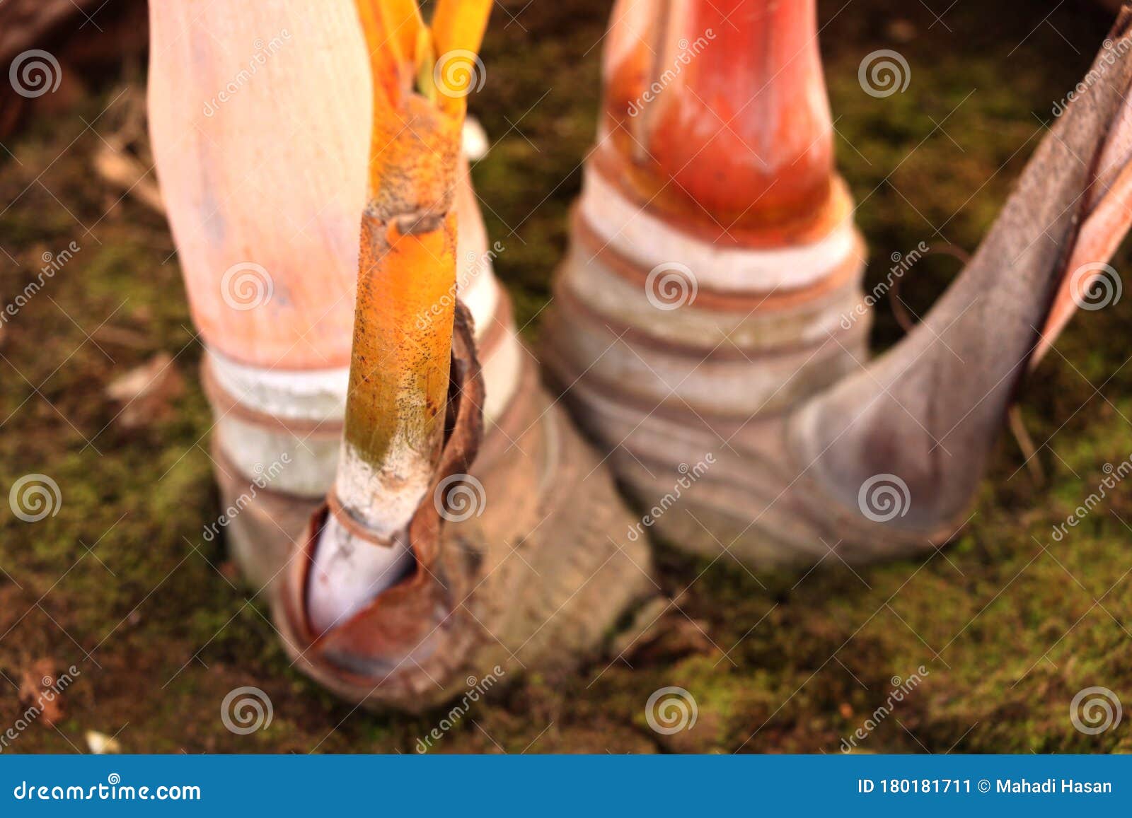 New Branch of a Tree is Growing from the Bottom Leg, Natural Condition ...