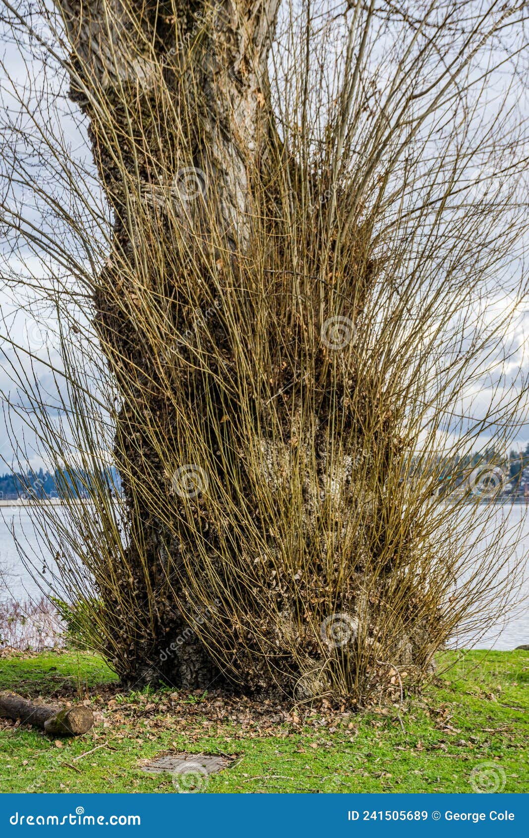 Old Tree New Growth stock image. Image of nature, closeup - 241505689