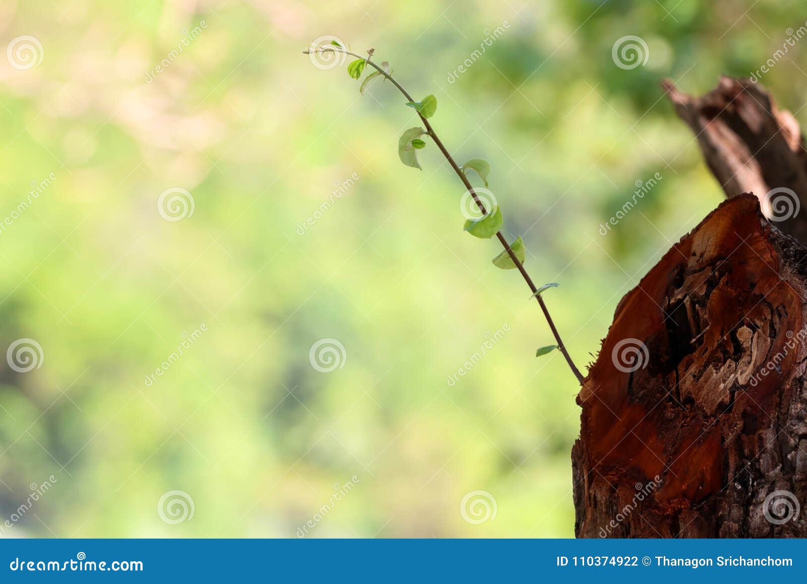 New Branches and Leaves that Sprout from the Tree Trunk Were Cut Stock ...