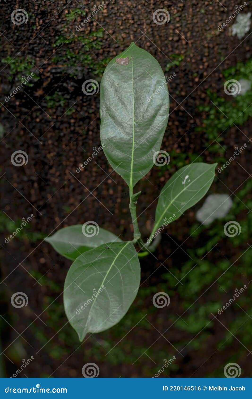 New Branches Sprouting from the Tree Stock Photo - Image of fruit ...