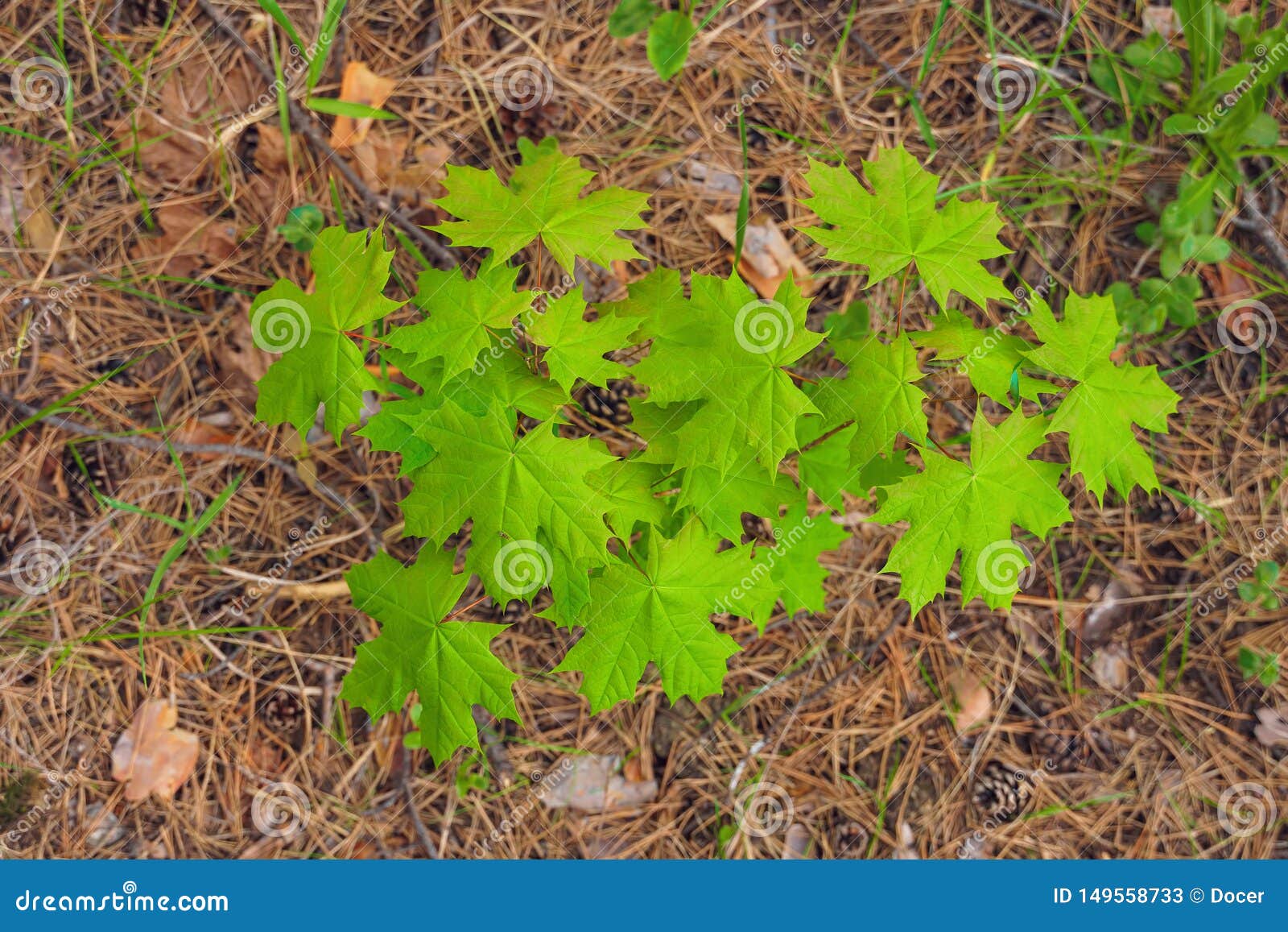 New Bright Green Small Maple Tree Stock Image - Image of nature ...