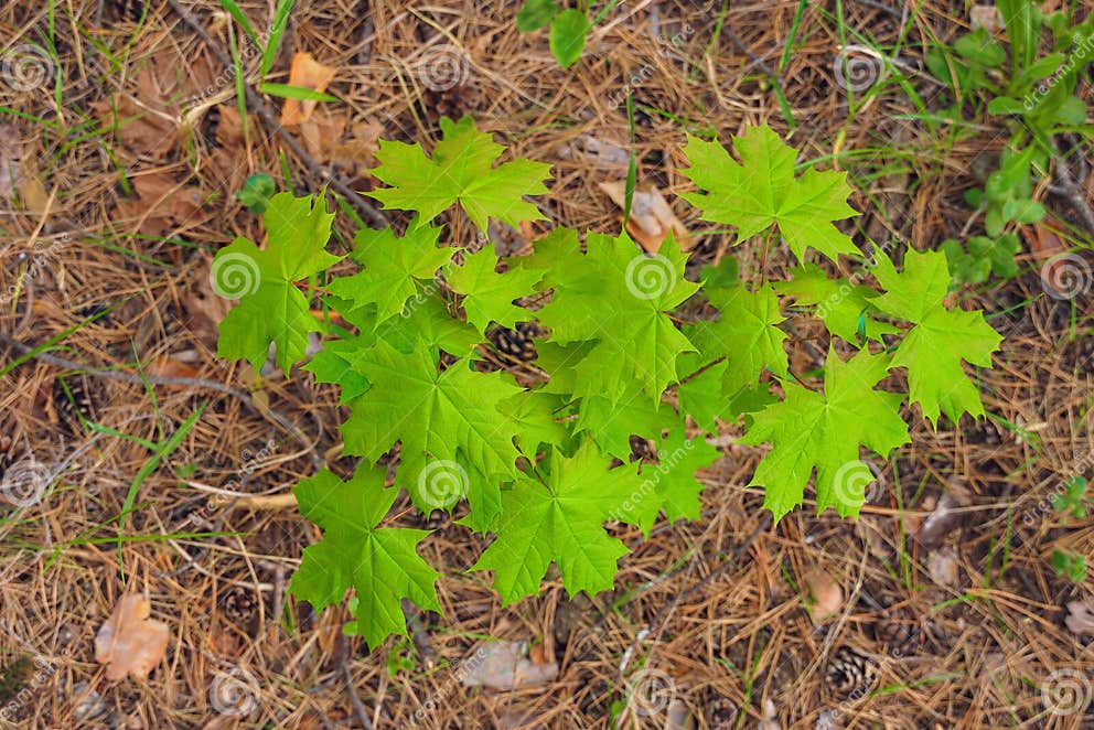 New Bright Green Small Maple Tree Stock Image - Image of nature ...