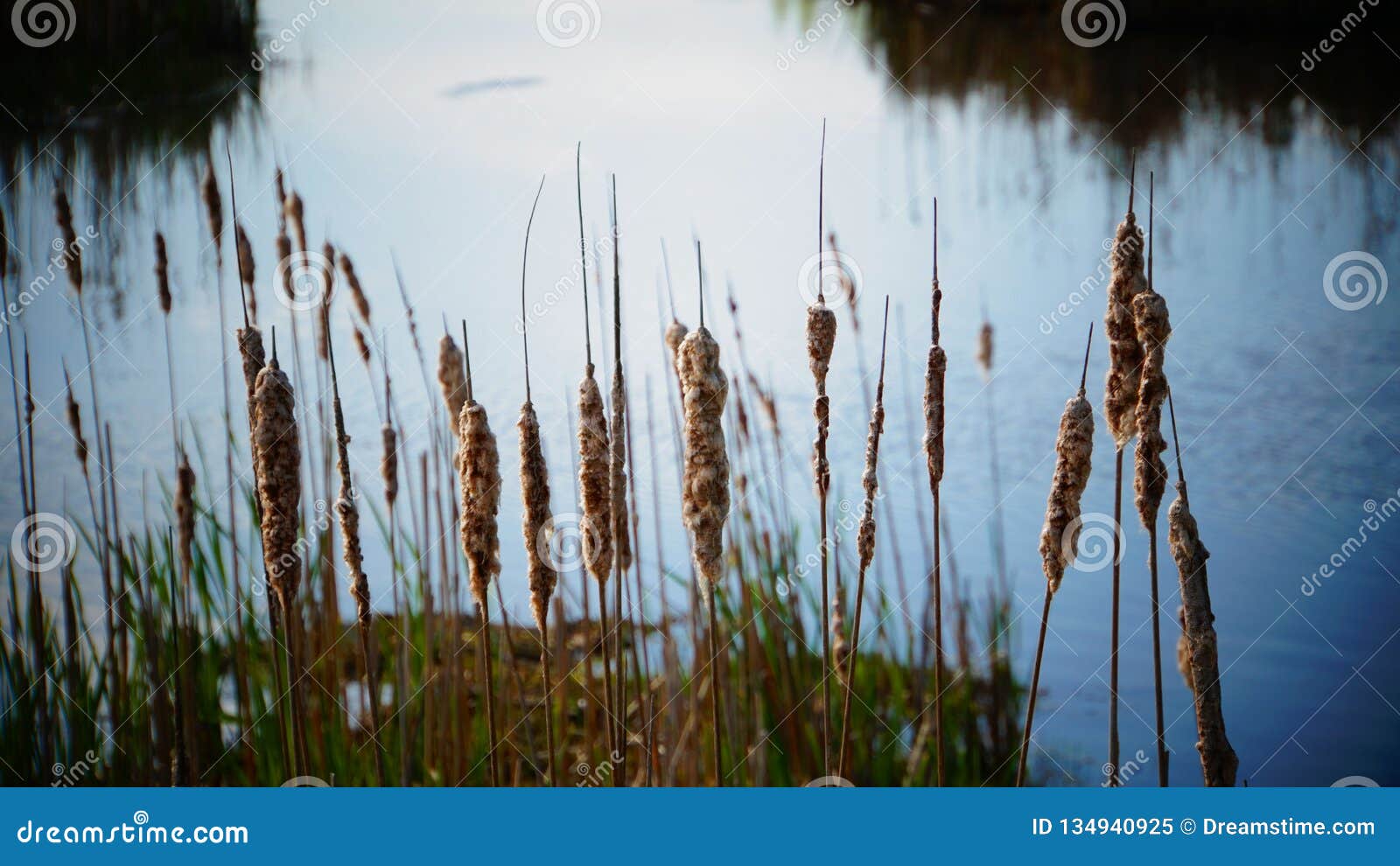 Marsh Plants stock image. Image of marsh, canada, brunswick - 134940925
