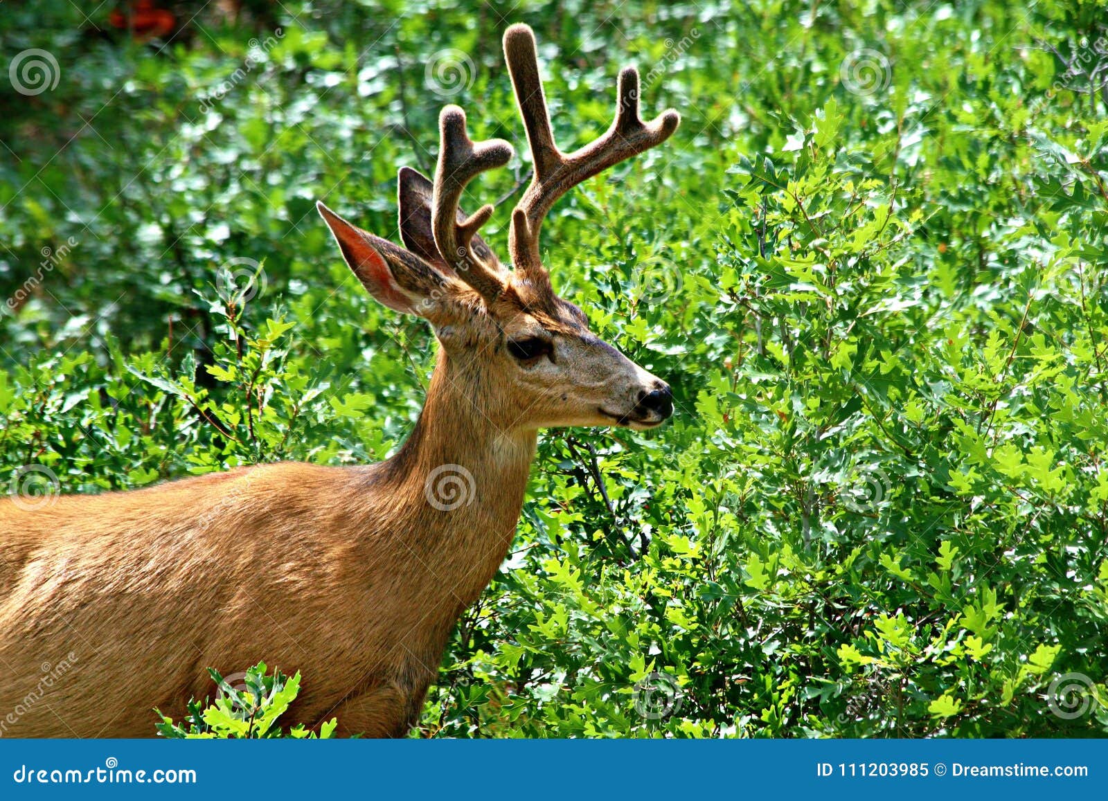 A new Buck stock image. Image of deer, yearling, antlers - 111203985