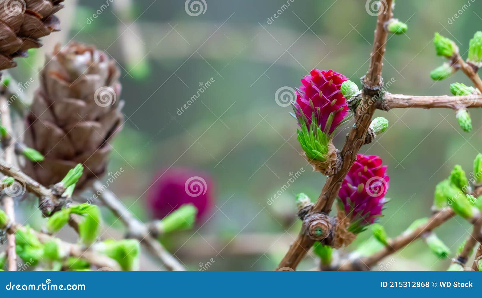 Budding Pine Tree Royalty-Free Stock Image | CartoonDealer.com #102130