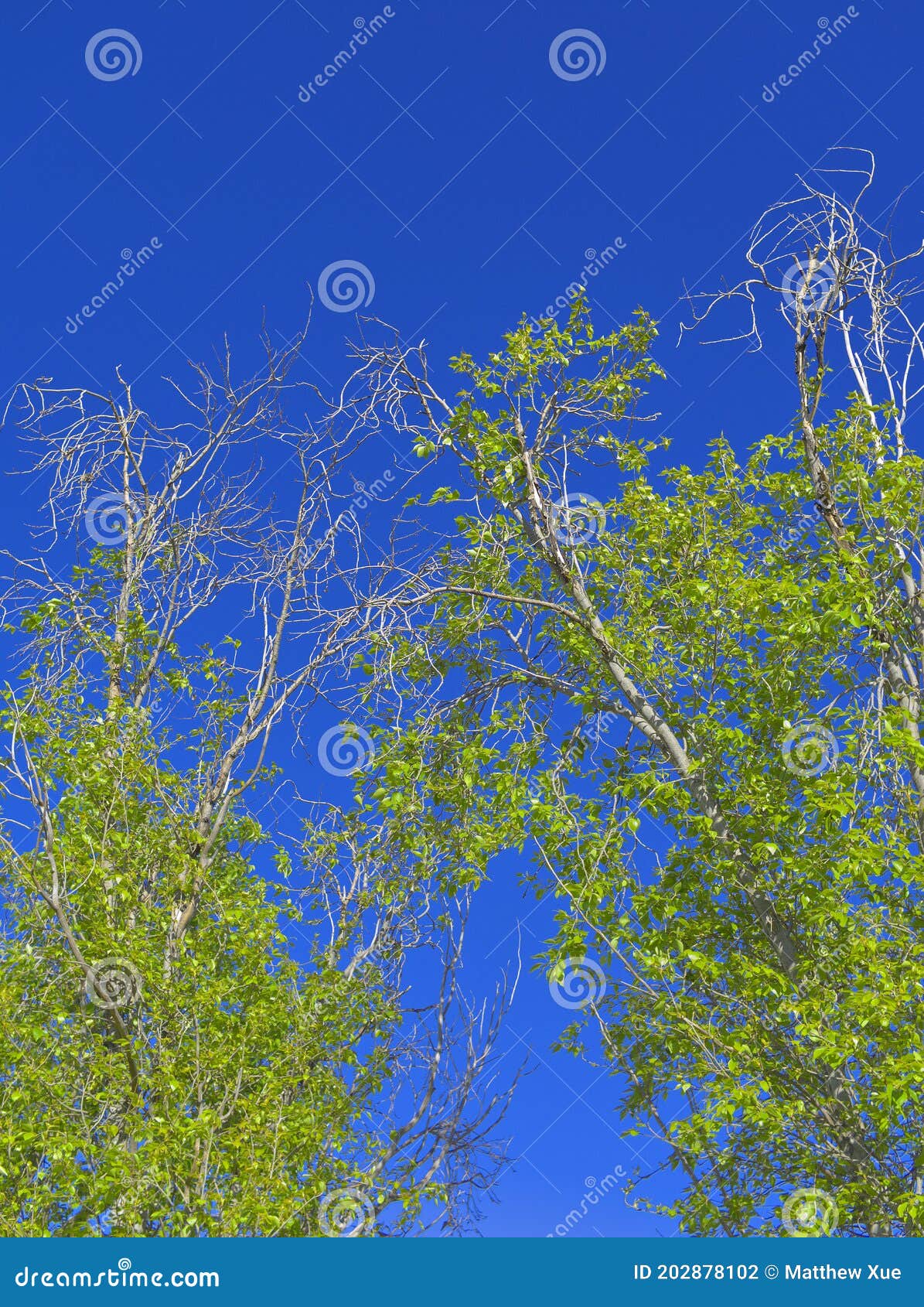 The New Buds Appearing on the Tree Stock Photo - Image of countryside ...