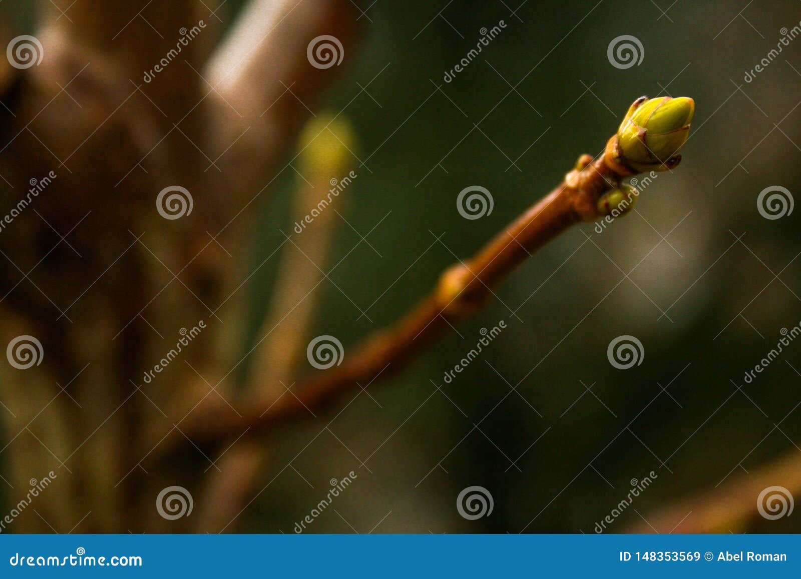 New buds begin to bloom stock image. Image of beauty - 148353569