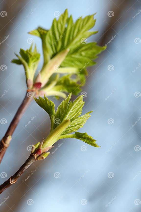 New buds on branch of tree stock photo. Image of growth - 23238000