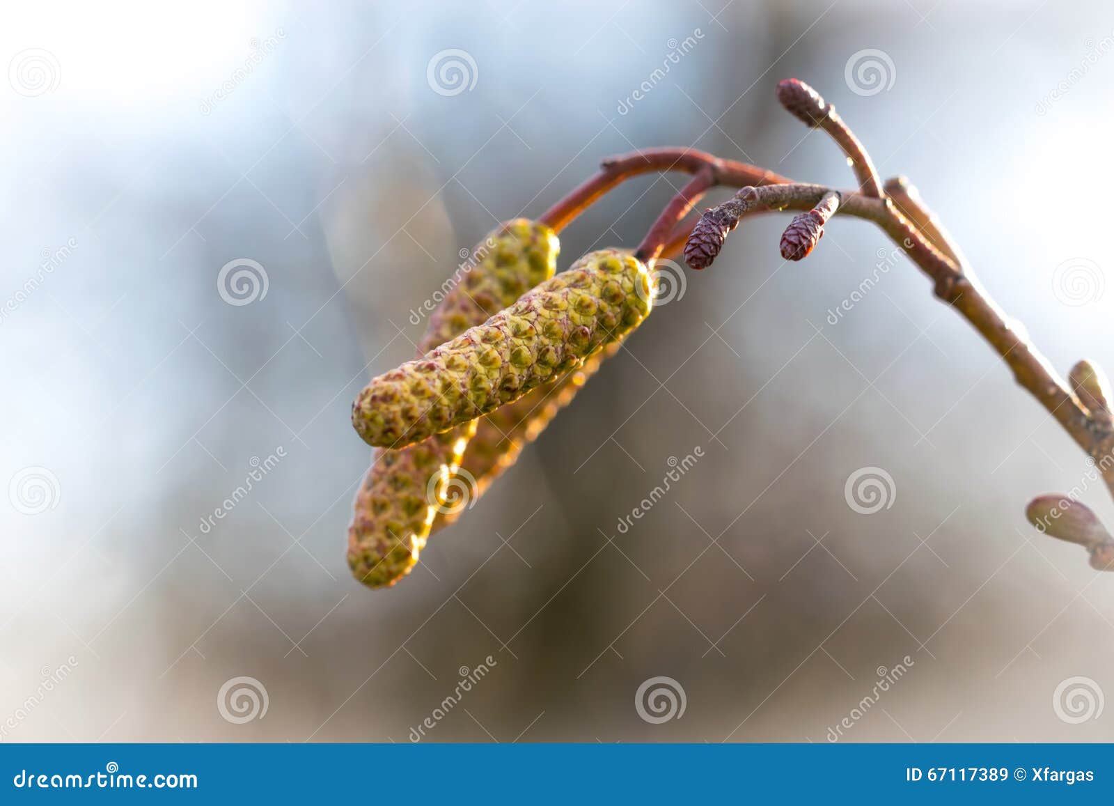 New buds on a plant stock image. Image of growth, delicate - 67117389