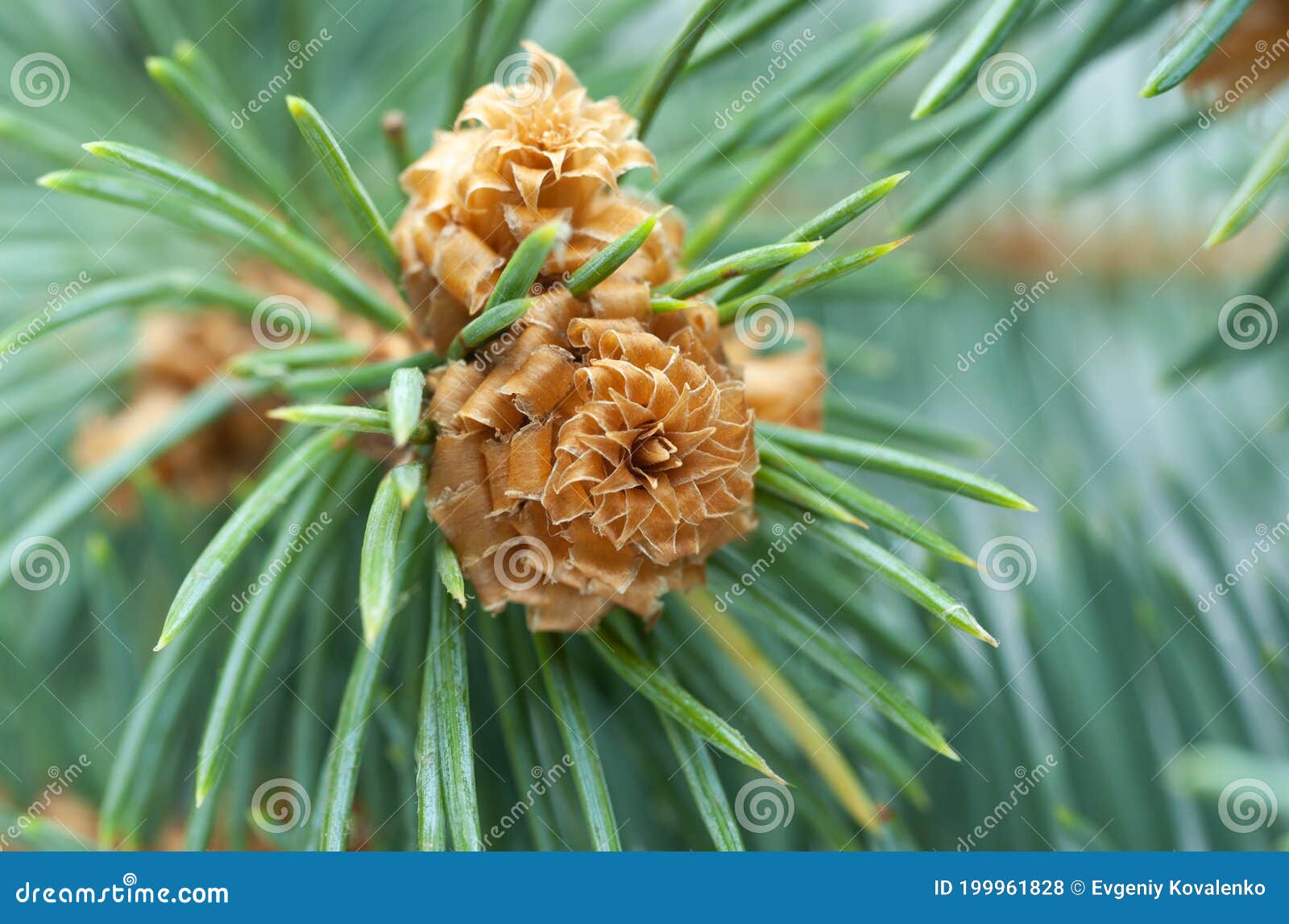 New Buds on the Tree on New Year`s Eve Stock Photo - Image of ...