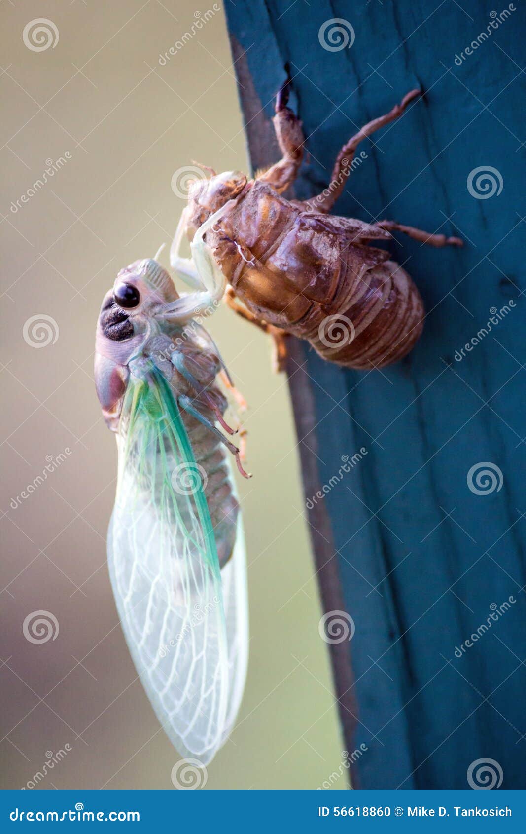 New Cicada Bug Beginning stock photo. Image of larvae - 56618860