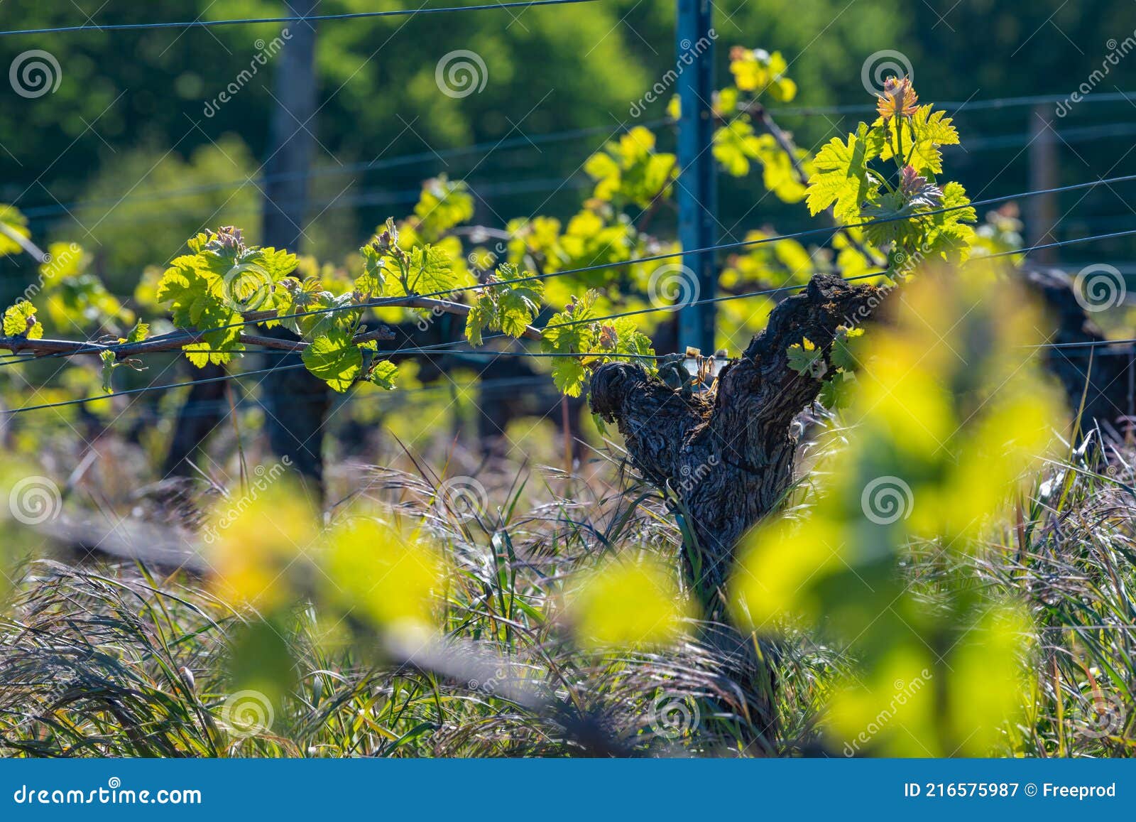 New Bug and Leaves Sprouting at the Beginning of Spring on a Trellised ...
