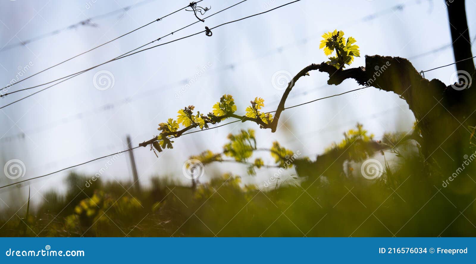 New Bug and Leaves Sprouting at the Beginning of Spring on a Trellised ...