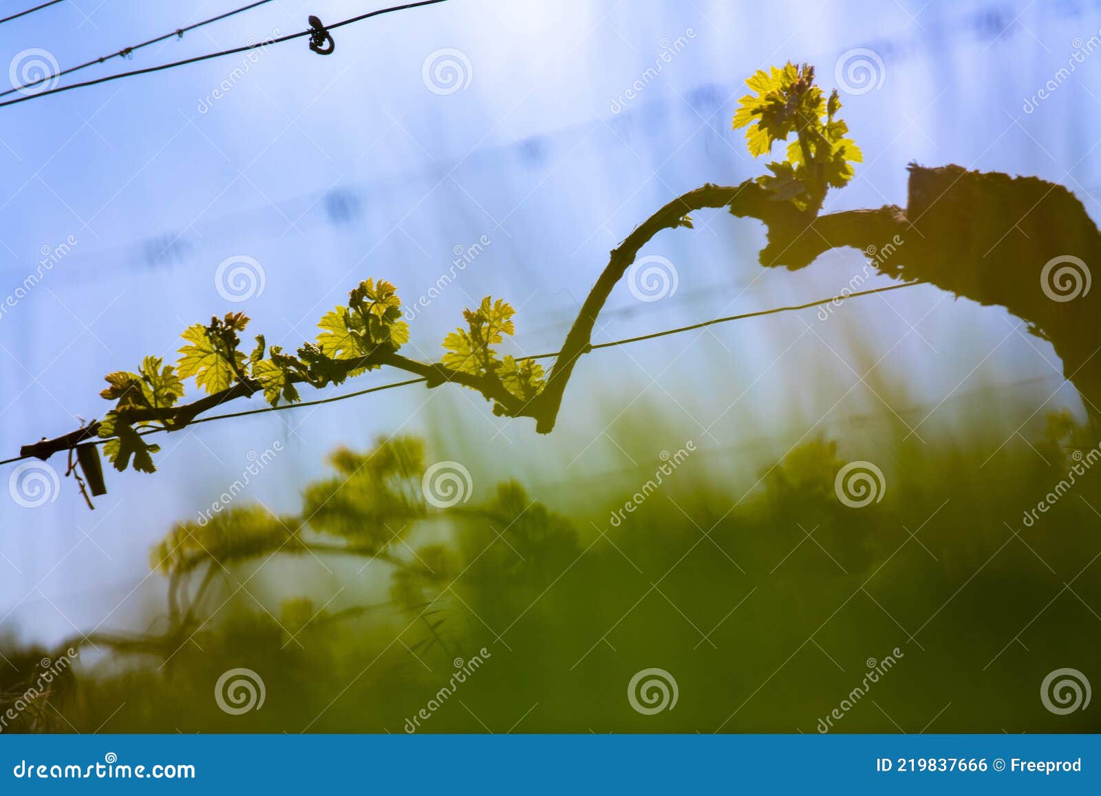 New Bug and Leaves Sprouting at the Beginning of Spring on a Trellised ...