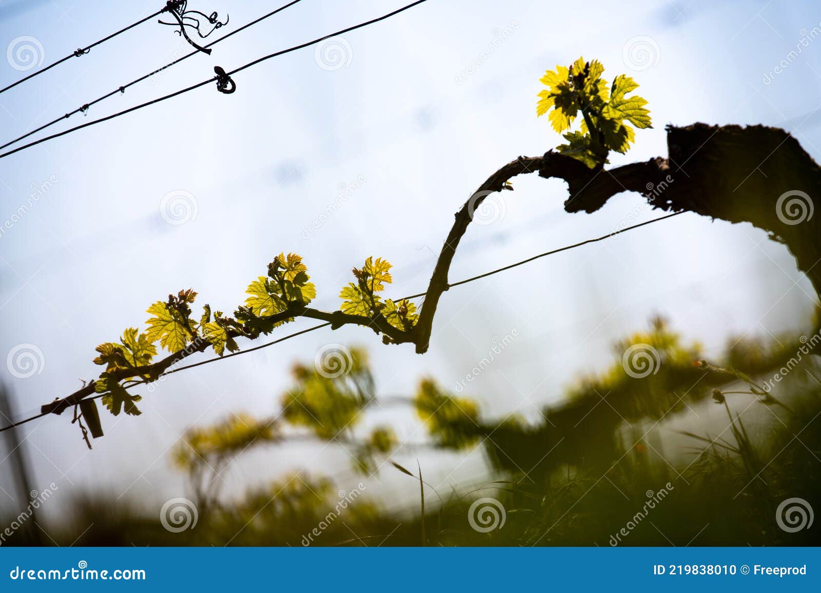 New Bug and Leaves Sprouting at the Beginning of Spring on a Trellised ...