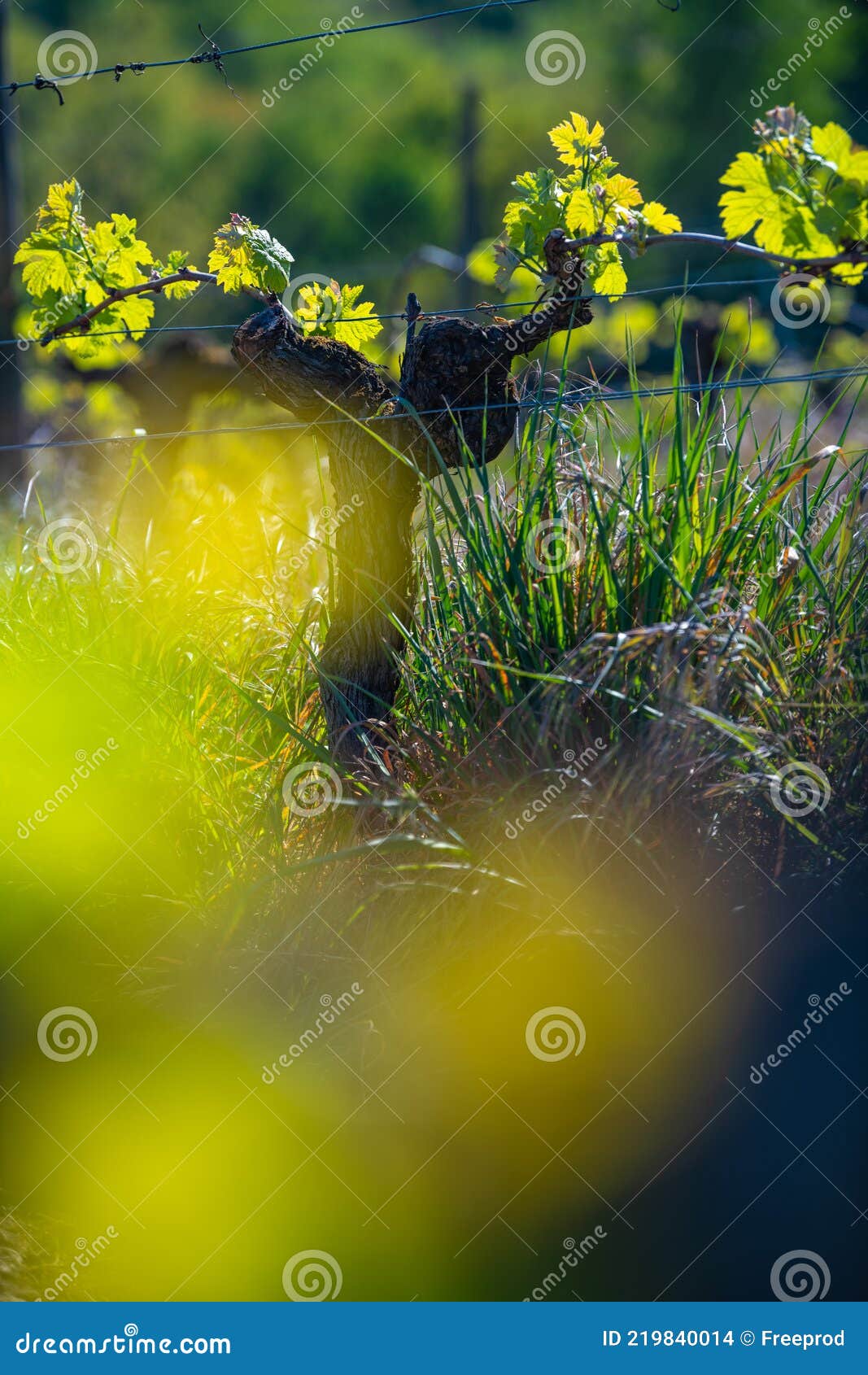 New Bug and Leaves Sprouting at the Beginning of Spring on a Trellised ...