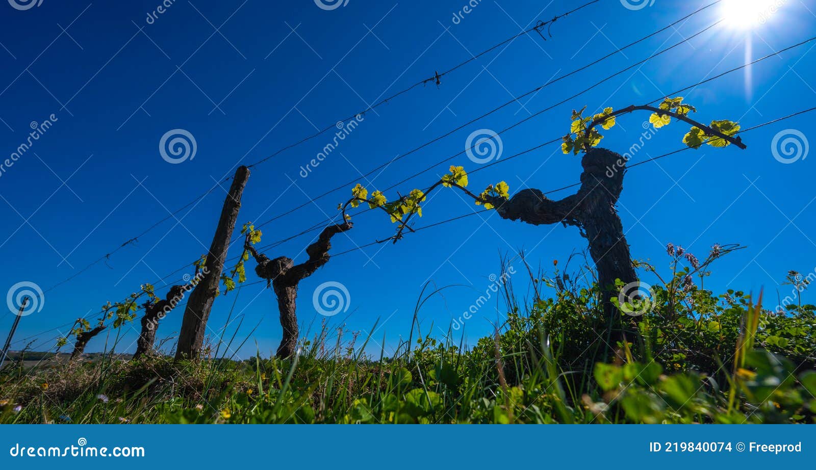 New Bug and Leaves Sprouting at the Beginning of Spring on a Trellised ...