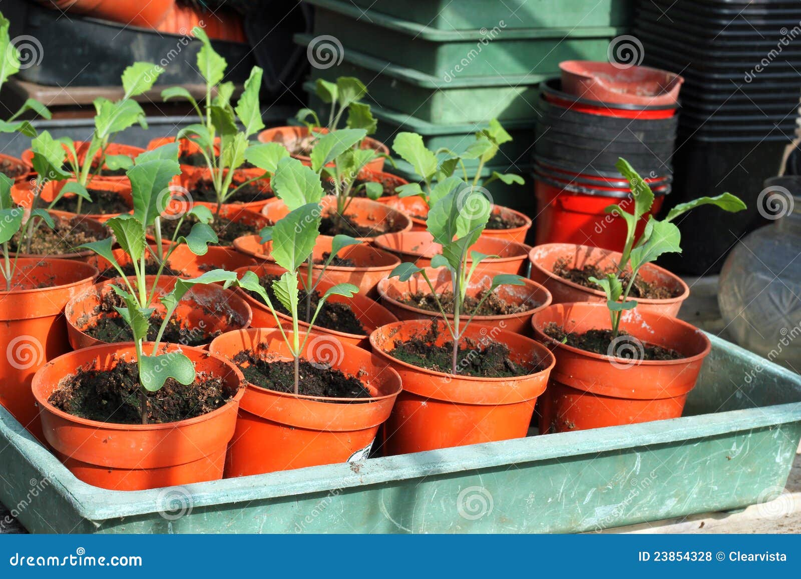 New Cabbage Plants in Pots. Stock Photo - Image of tray, sufficient ...