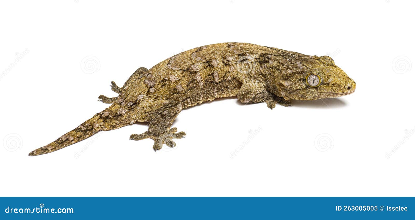 New Caledonia Bumpy Gecko Back View, Rhacodactylus Auriculatus Stock ...
