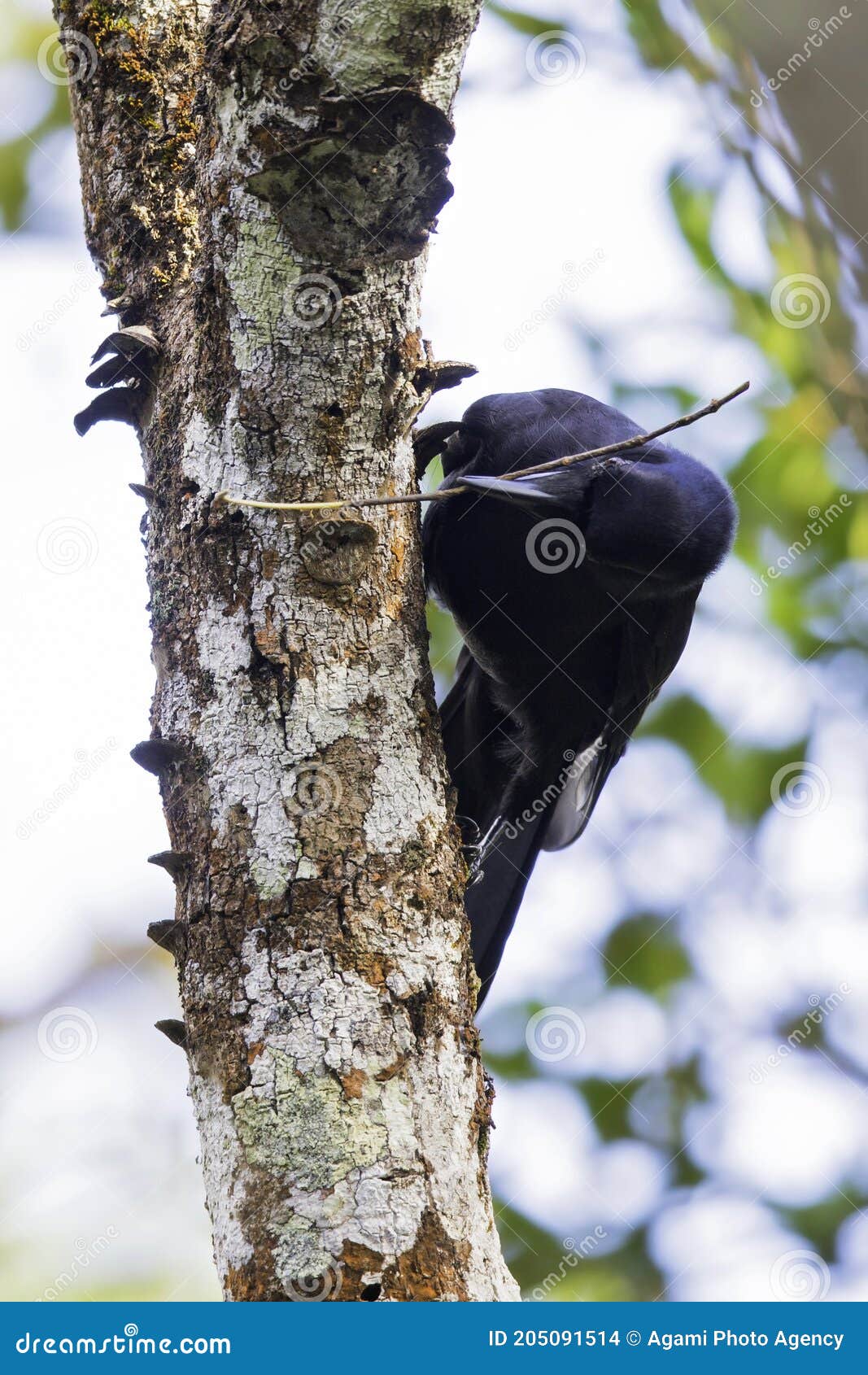 New Caledonian Crow Stock Photos - Free & Royalty-Free Stock Photos ...