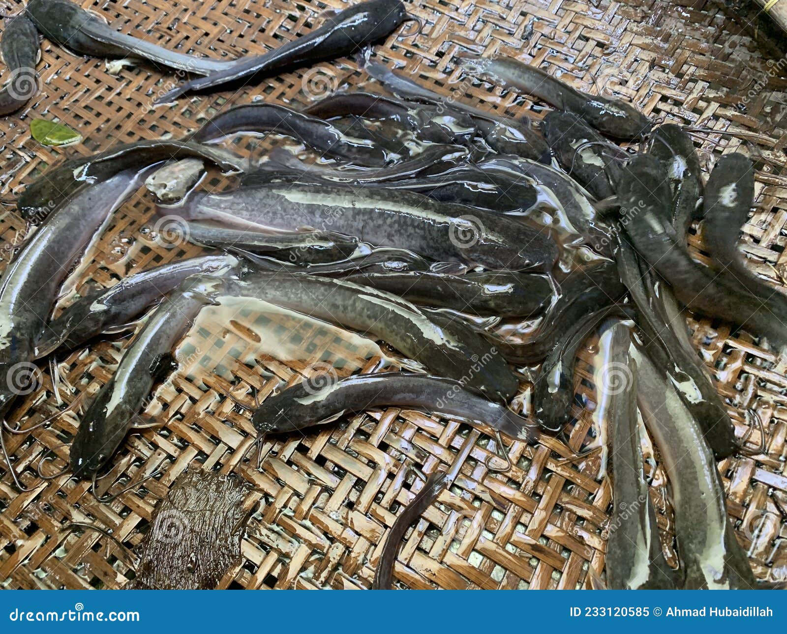 New Catfish in the Net from a Lot of Catfish Ponds Stock Image - Image ...