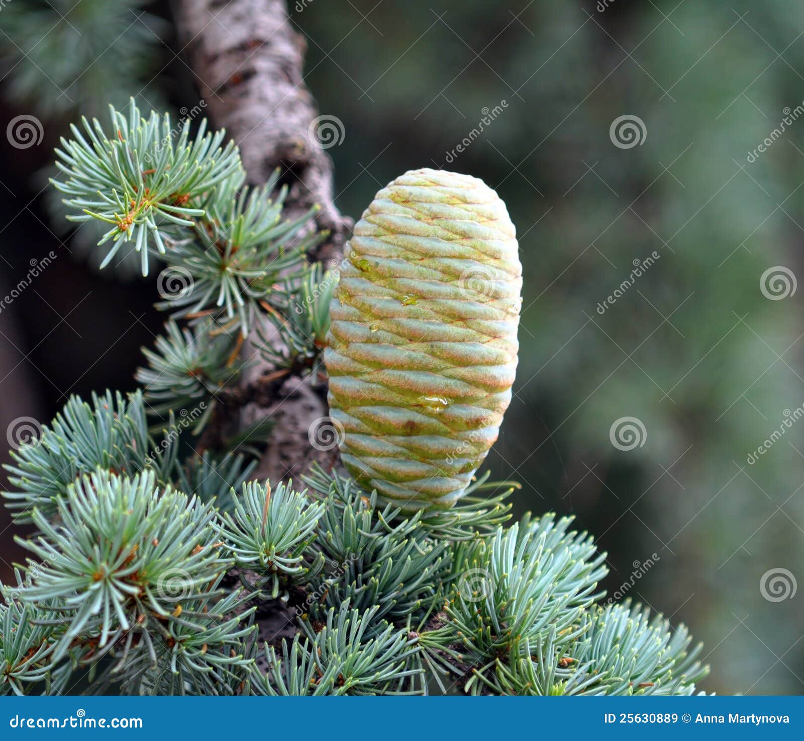 New cedar cone stock image. Image of lebanon, evergreen - 25630889