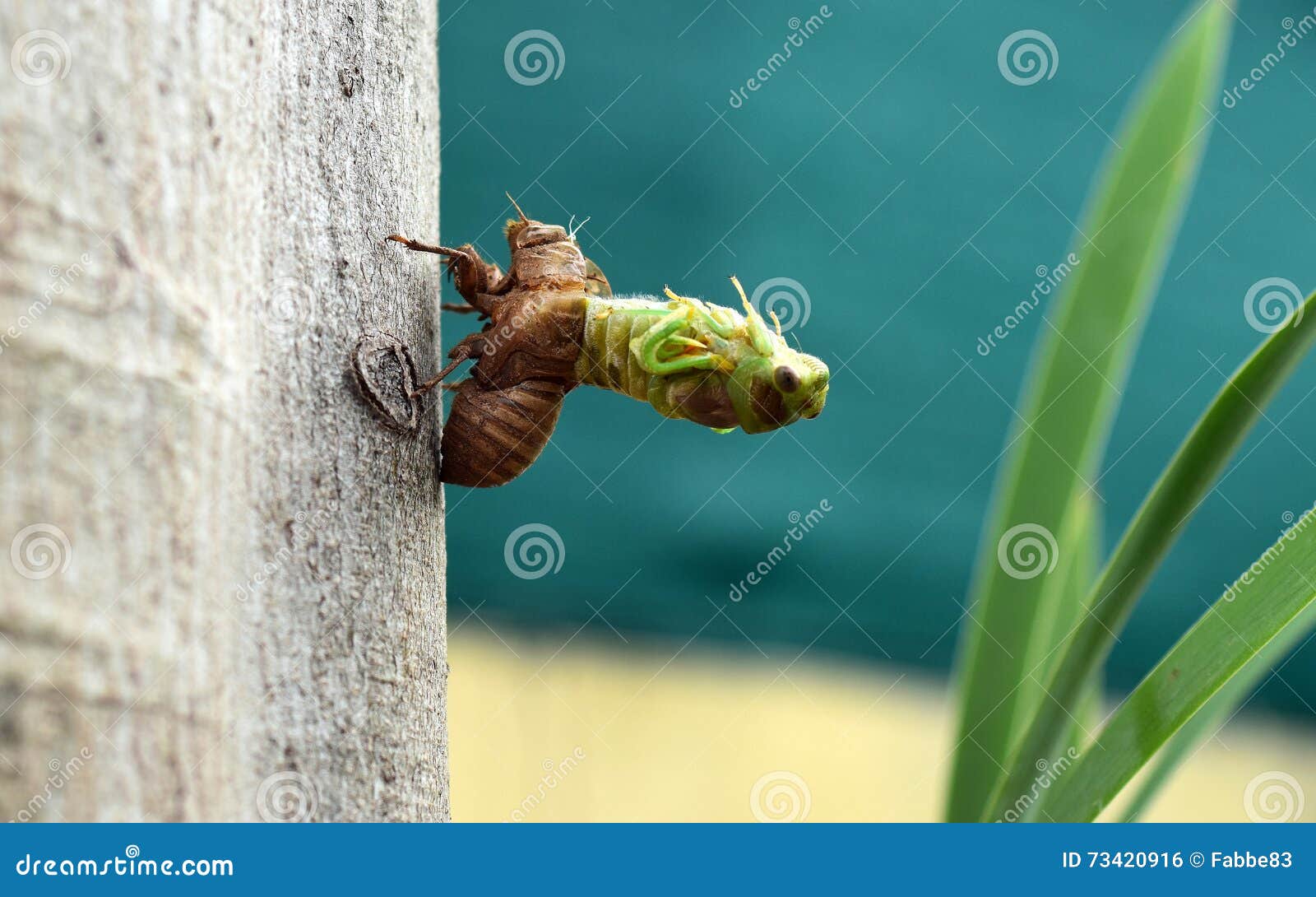Cigale Cicada Alive Insect Close-up On The Tree, Symbol Of Provence And ...