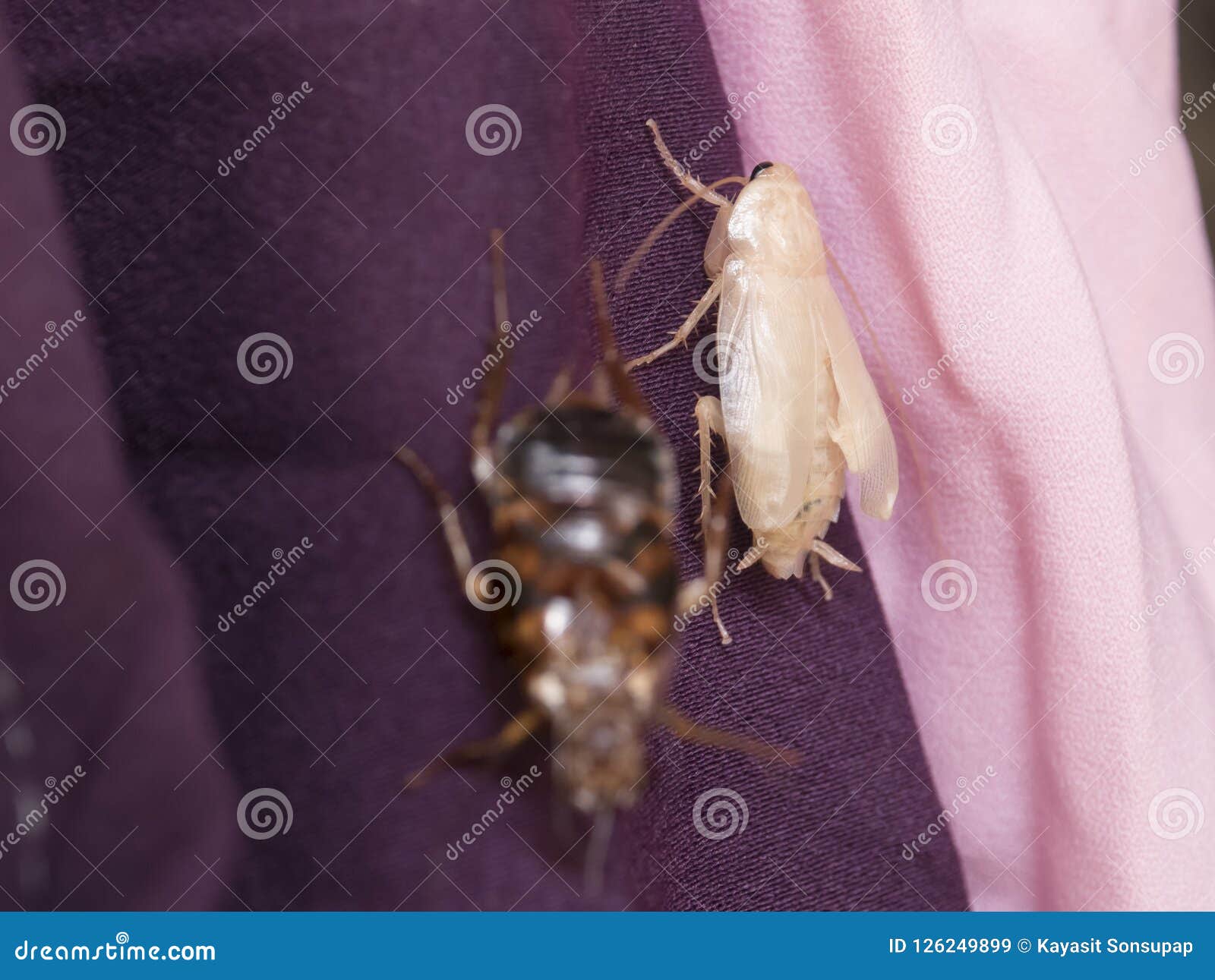 New Cockroach Molting is Still White Stock Image - Image of cockroach ...
