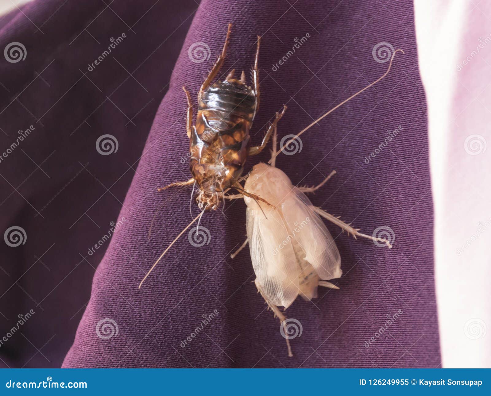 New Cockroach Molting is Still White Stock Image - Image of creature ...