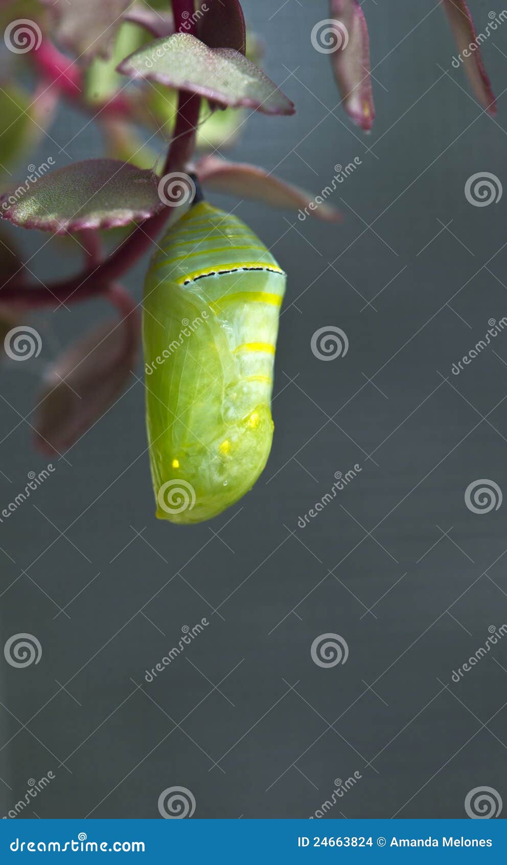 New cocoon stock photo. Image of migratory, bugs, beauty - 24663824