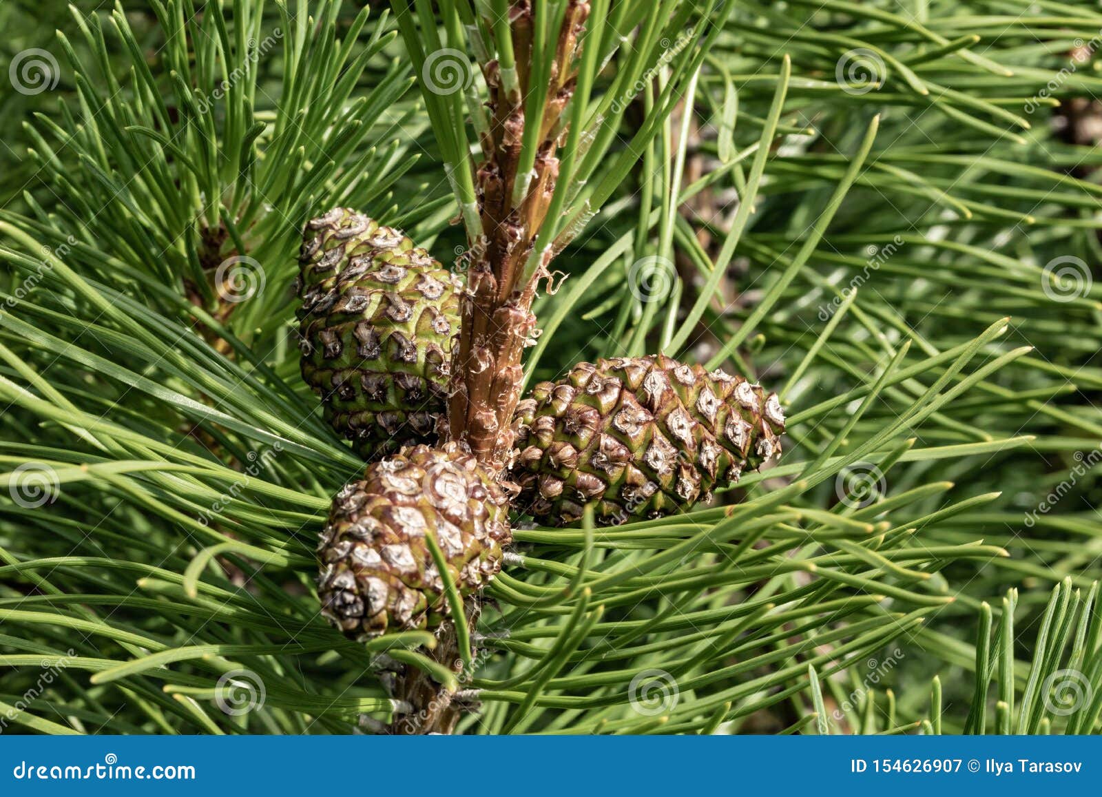 New Cones on Evergreen Tree. Pine Cones. Closeup of Pine Cones on a ...