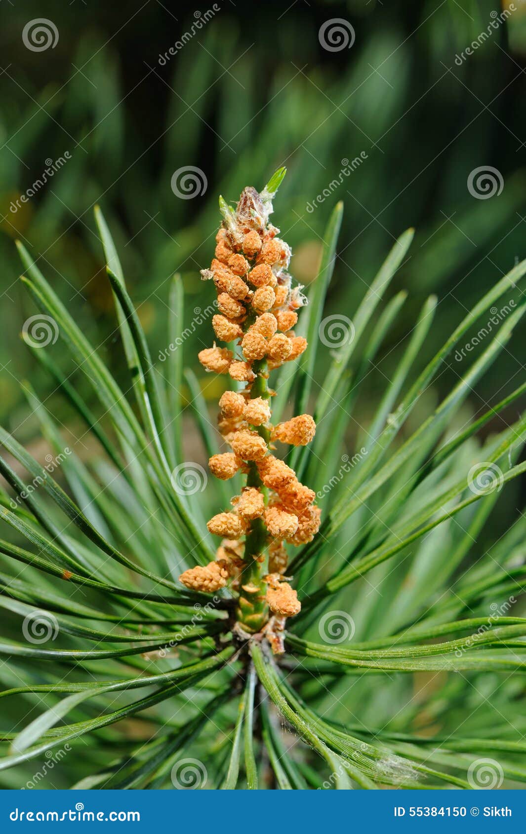 New Cones Growing on Pine Branch Stock Photo - Image of needle, season ...