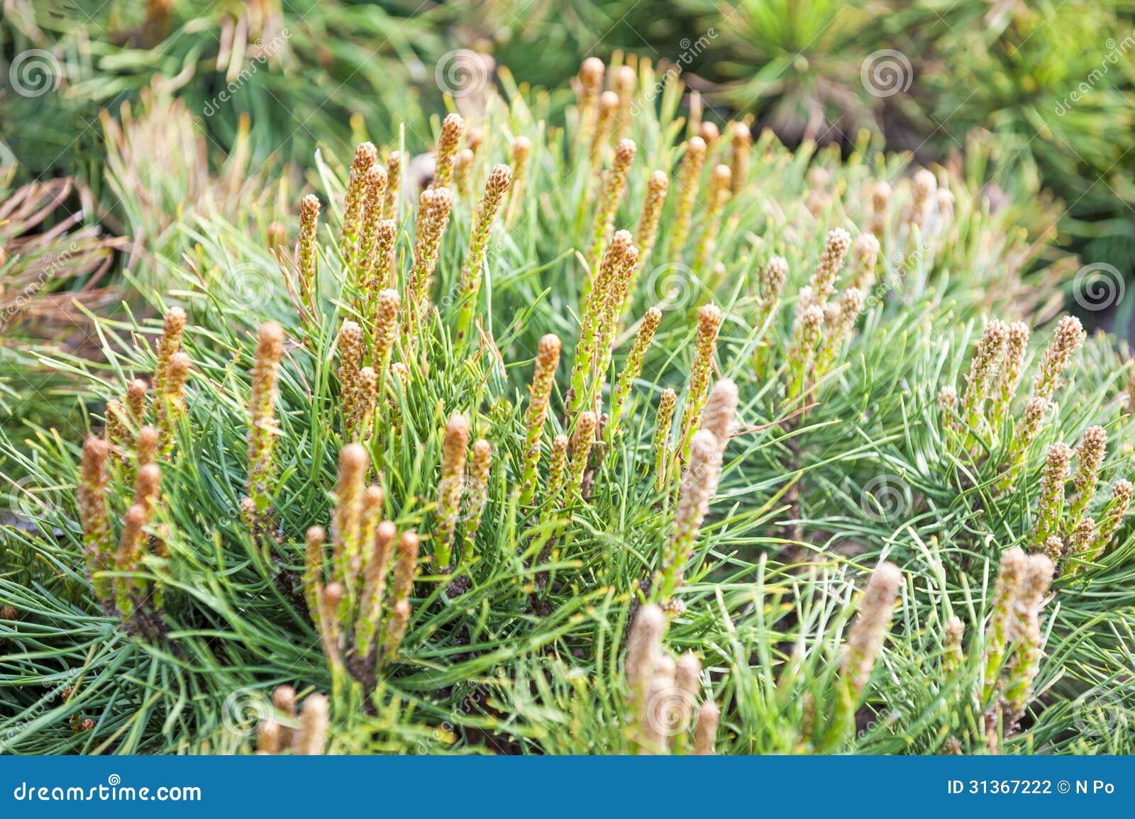 New Conifer Tree Growth Close-up Stock Photo - Image of horizontal ...