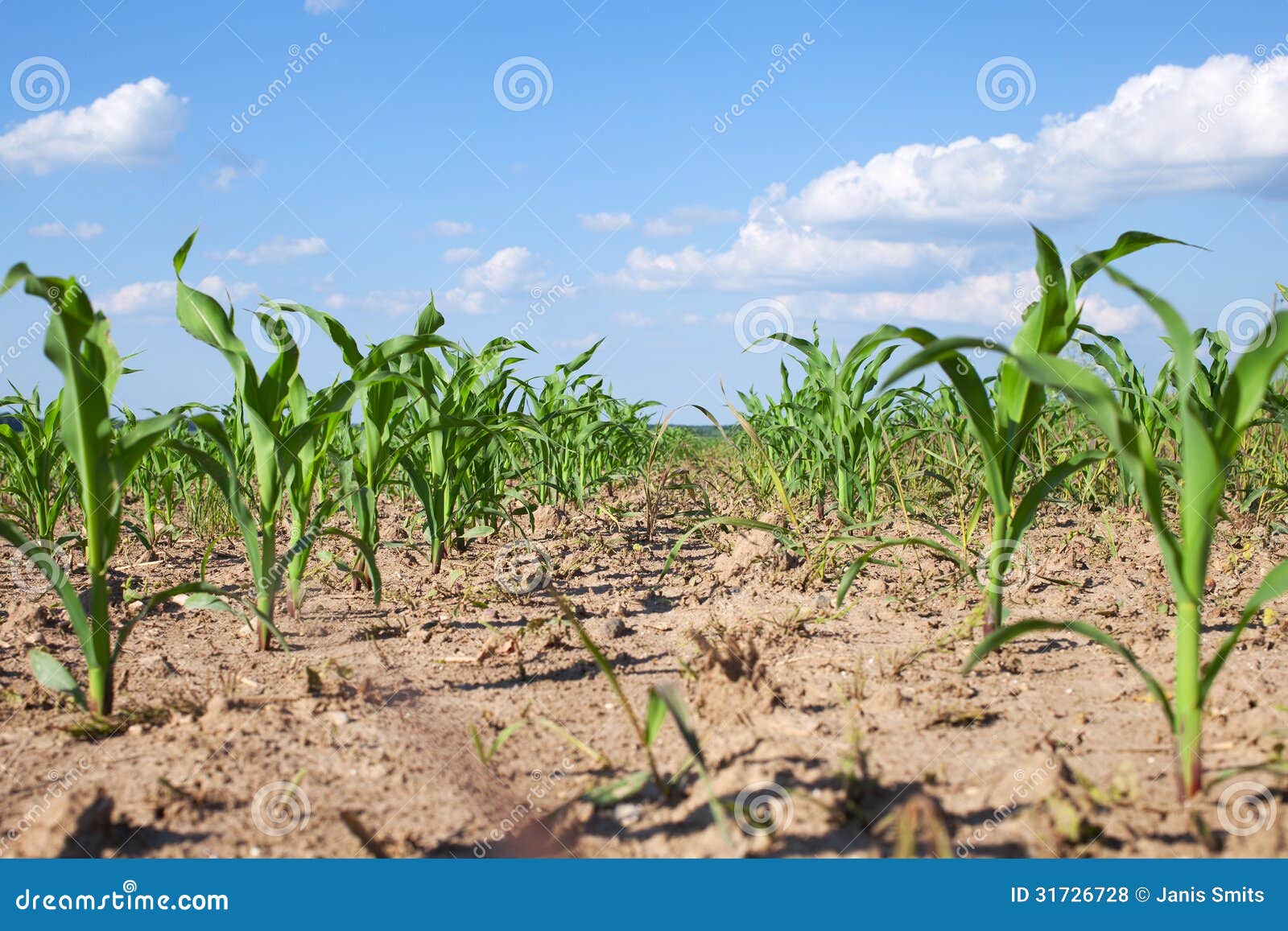 New corn. stock photo. Image of maize, rural, grow, cultivated - 31726728