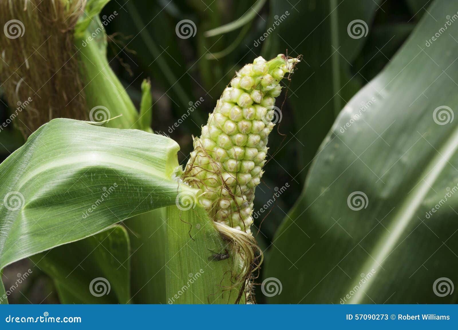 New Corn Growing stock image. Image of green, maize, leaves - 57090273