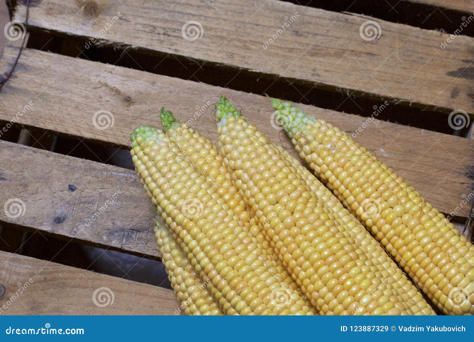 A New Crop. Corn Cobs Lie on a Wooden Box. Stock Image - Image of sweet ...