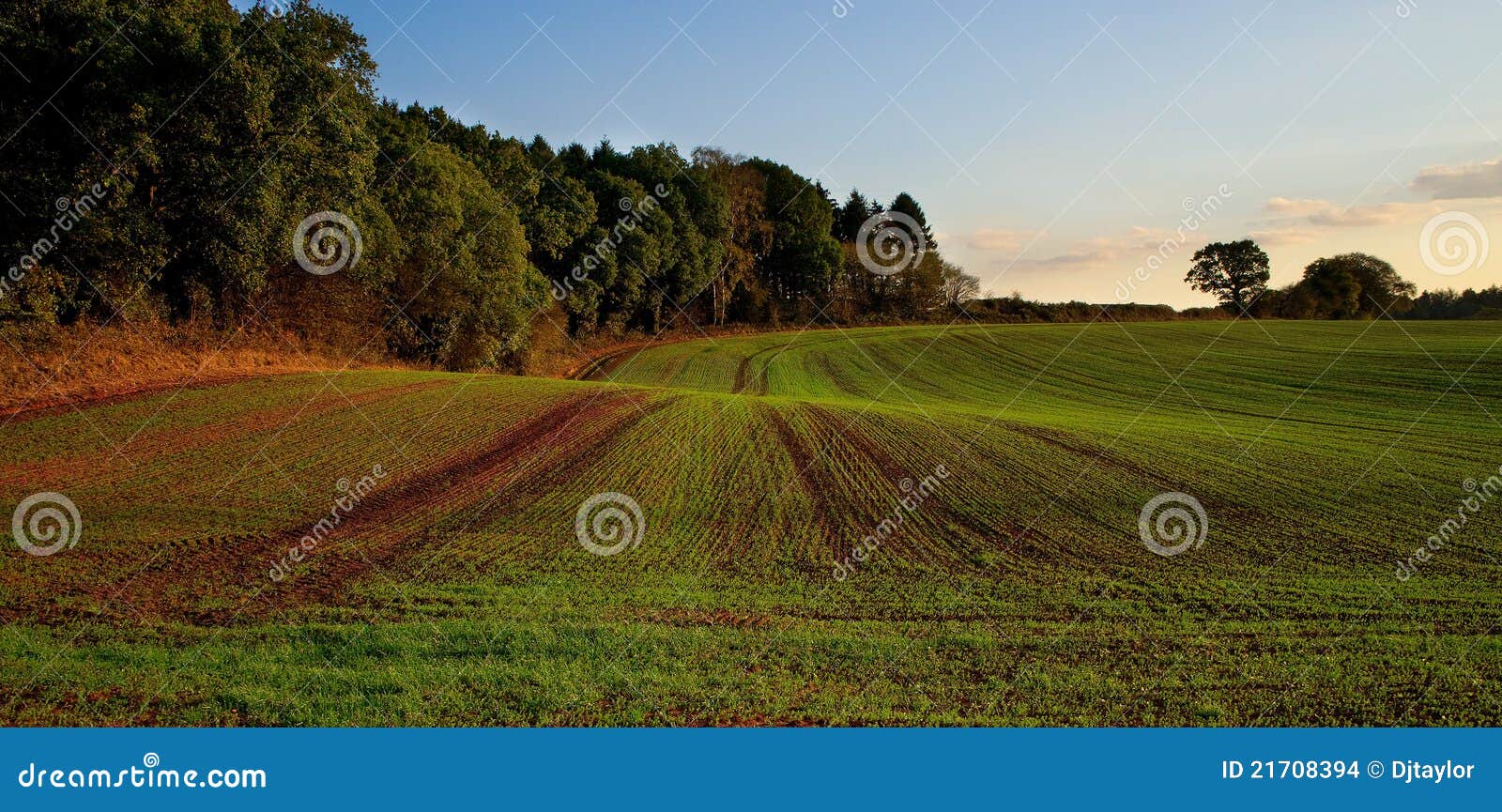 New crop on farmers field stock photo. Image of crop - 21708394