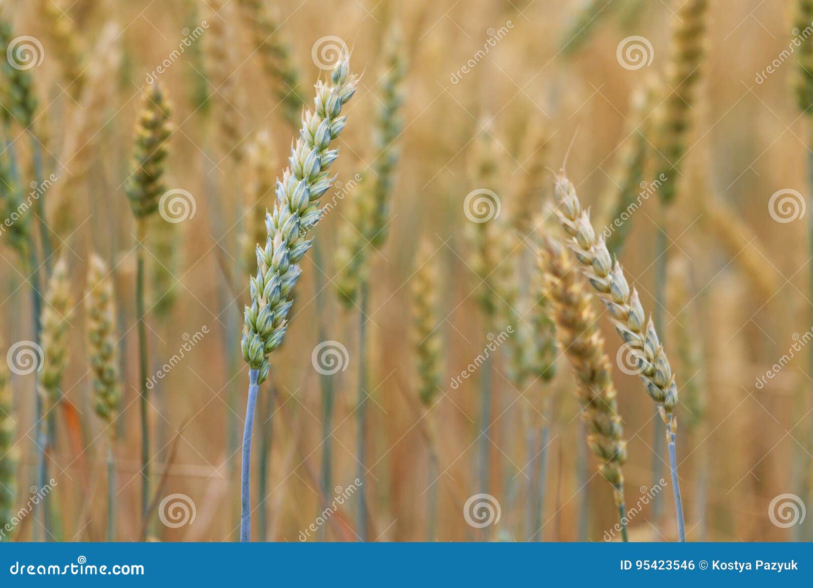 New Crop of Grain, Wheat Sprouts Stock Photo - Image of agriculture ...
