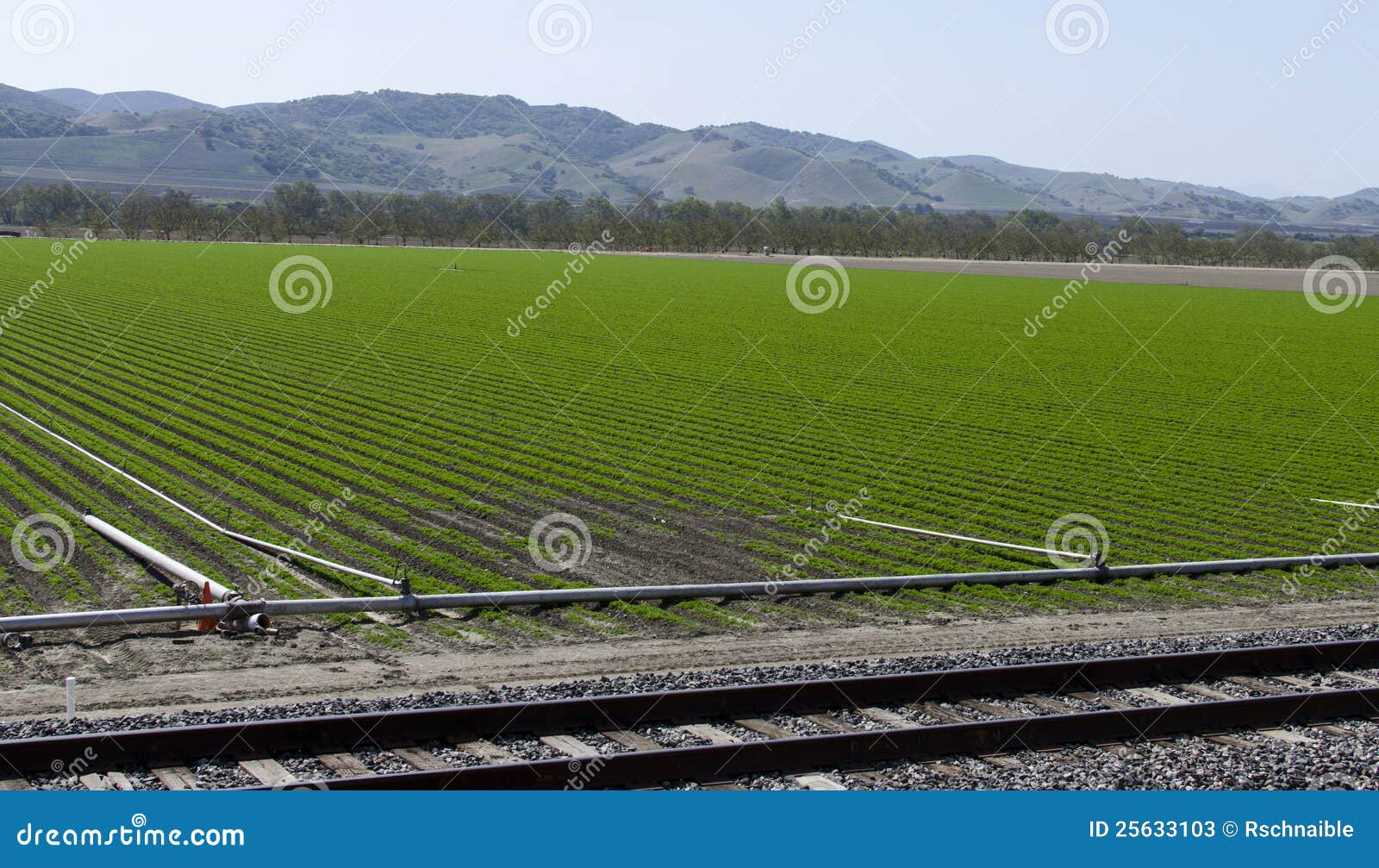 New Crops Growing stock image. Image of growing, hills - 25633103