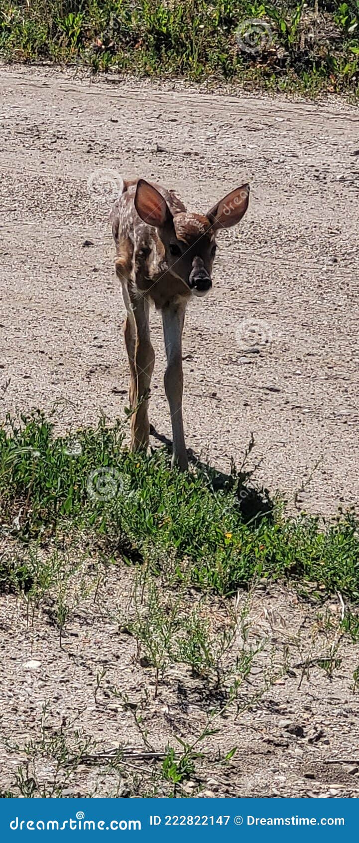 New curious fawn stock image. Image of fawn, curious - 222822147