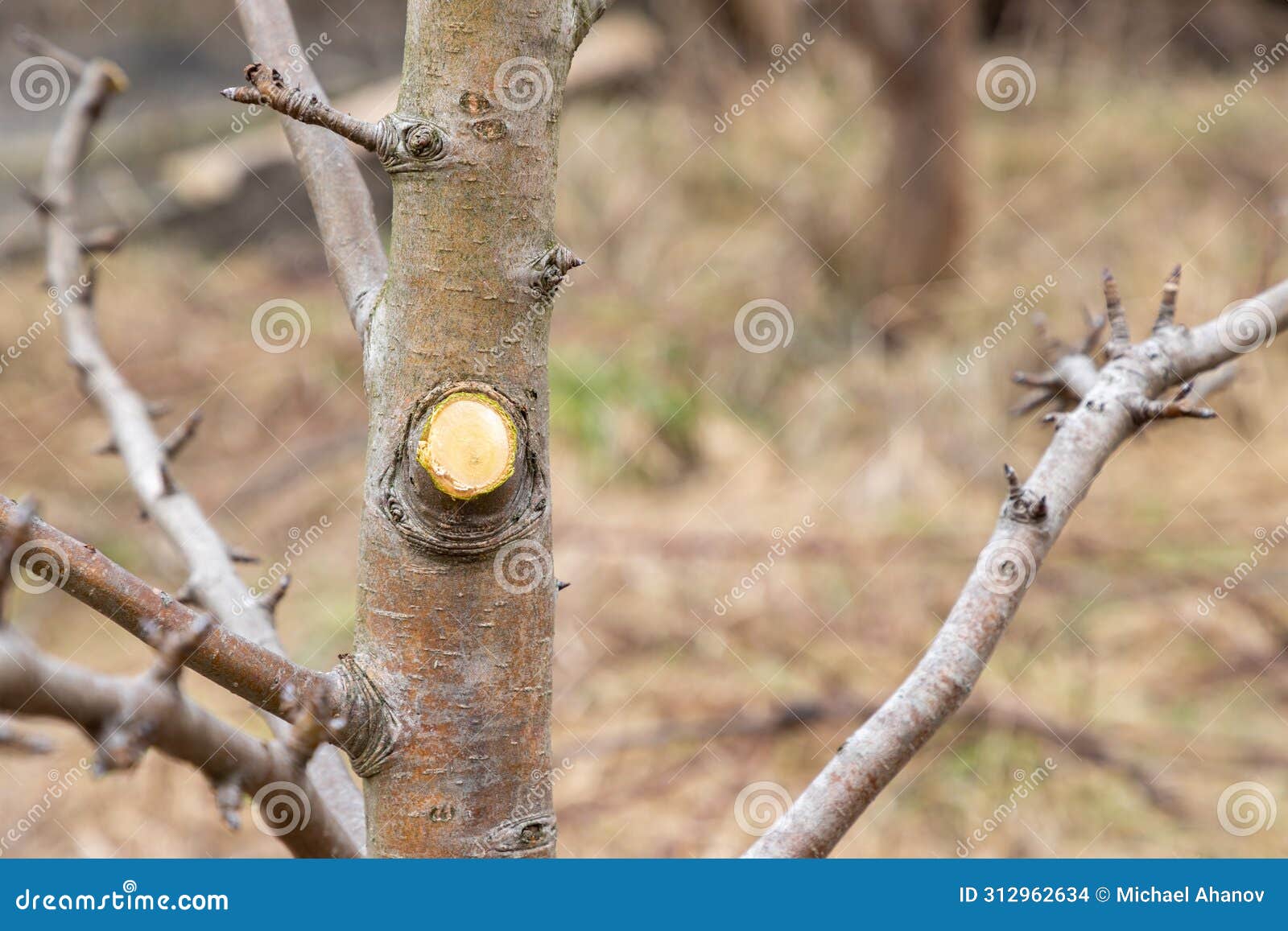 New Cut on the Fruit Tree Branch or Trunk in the Garden with Using ...