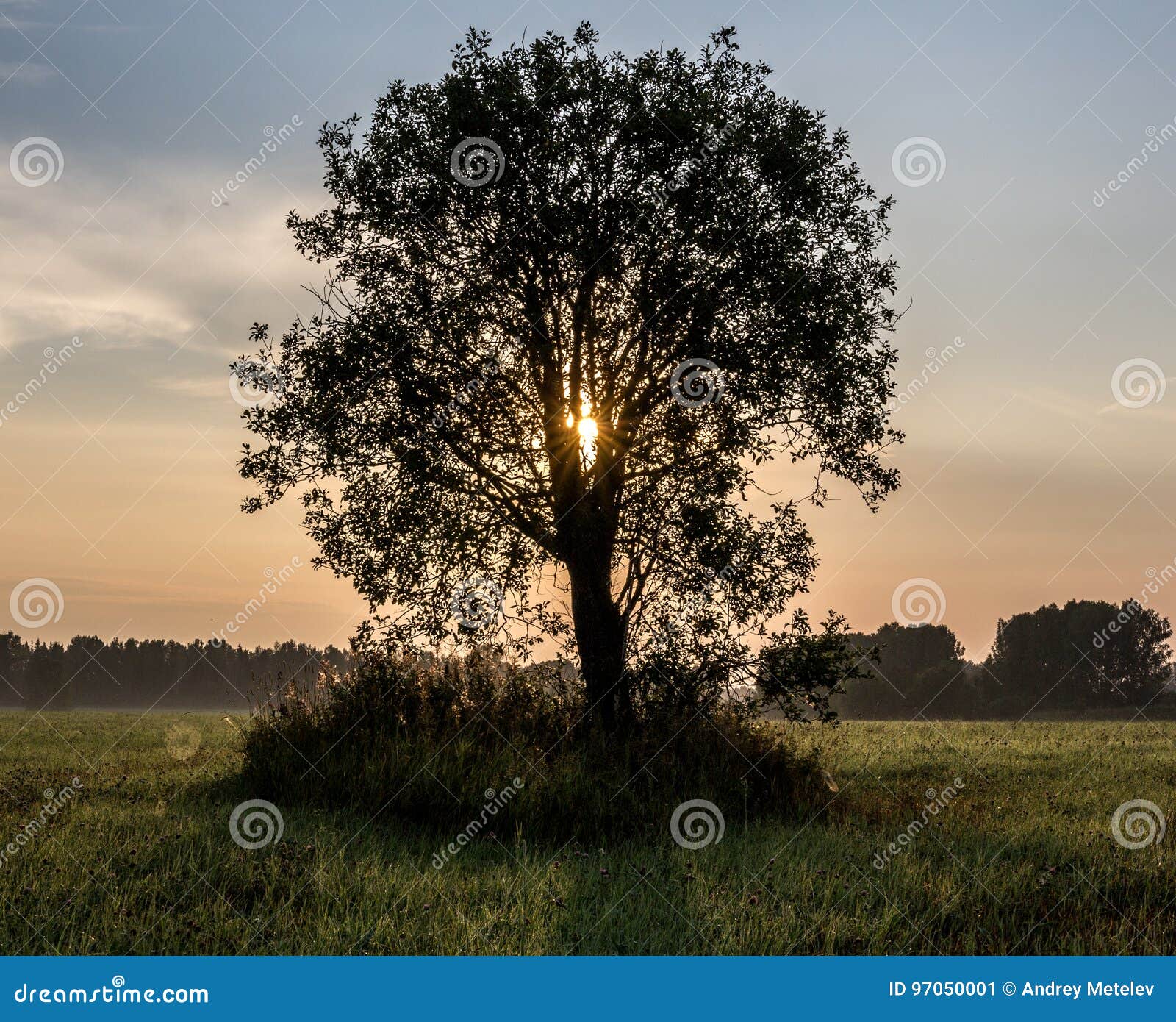 A New Day, the Dawn of a Tree Stock Image - Image of field, magical ...
