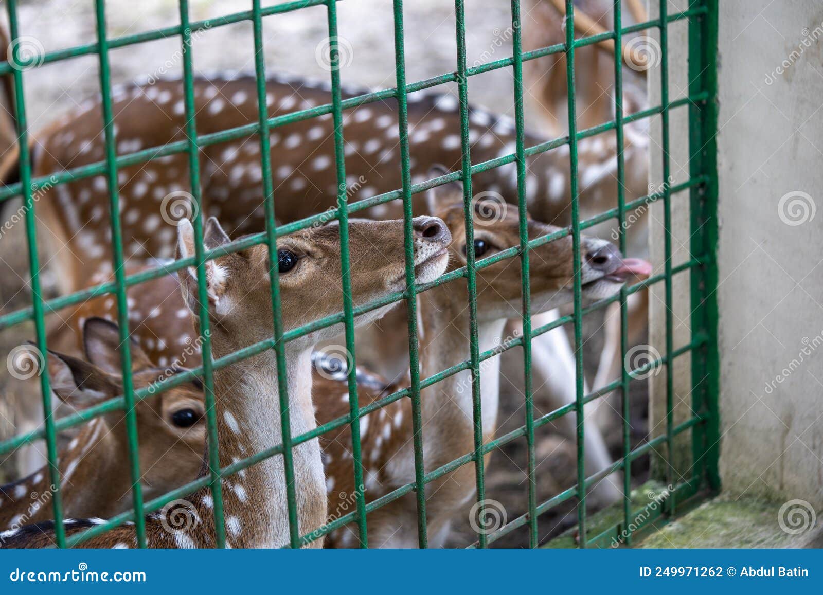 Deer from Inside the Cage Looking at the Camera Stock Photo - Image of ...